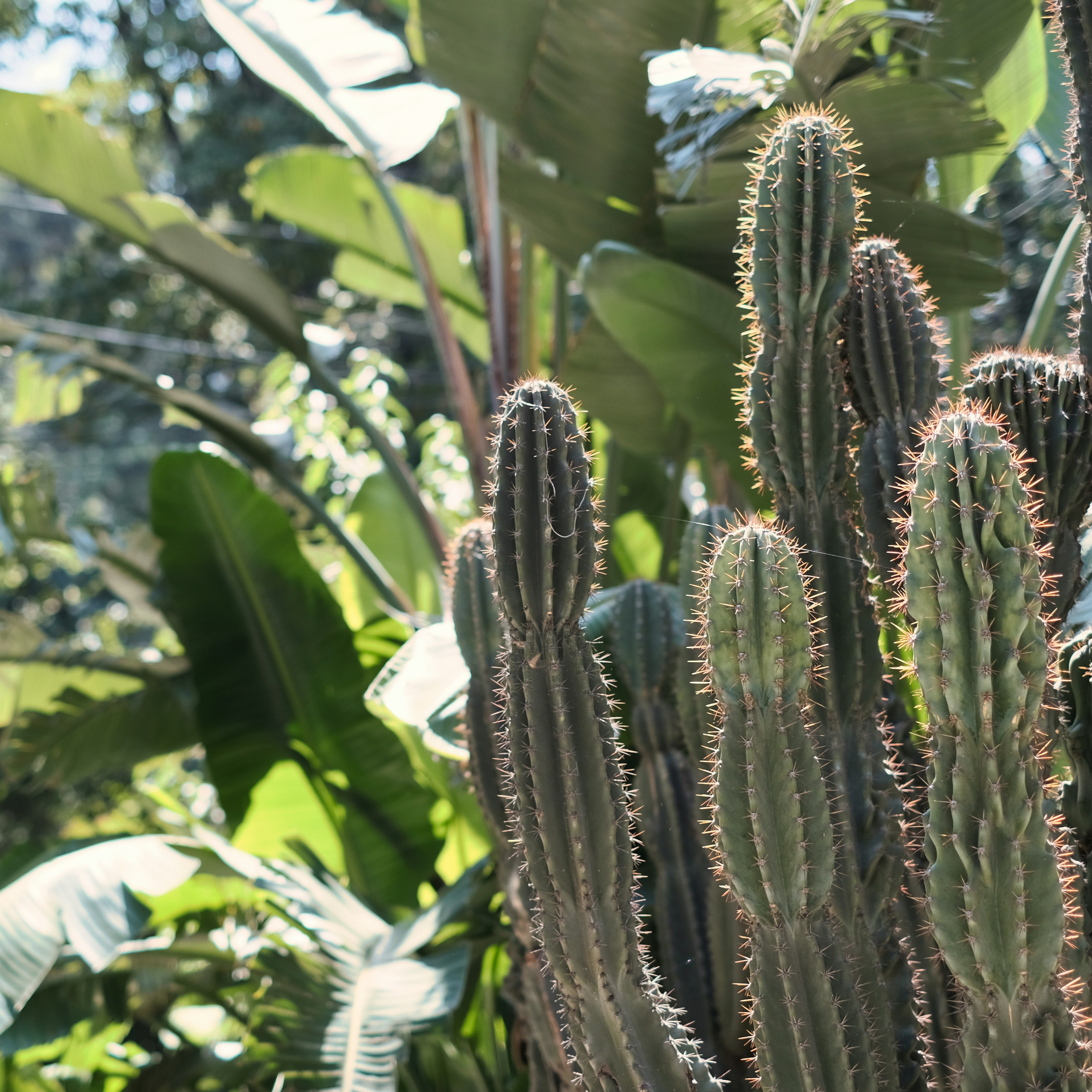 Fantastic Ordinary City Guides --- Mexico City - Outtakes from our Content.