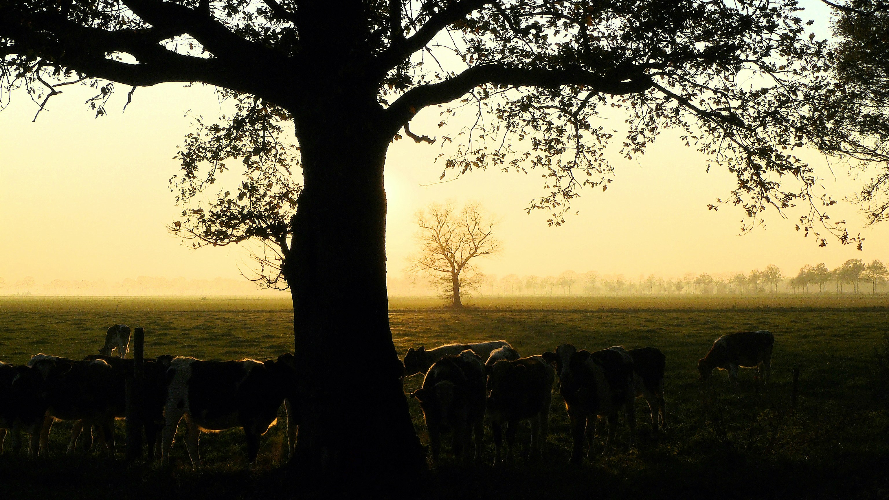 Silhouetted cows gather under a large tree at sunrise, with a distant tree illuminated by the soft morning light.