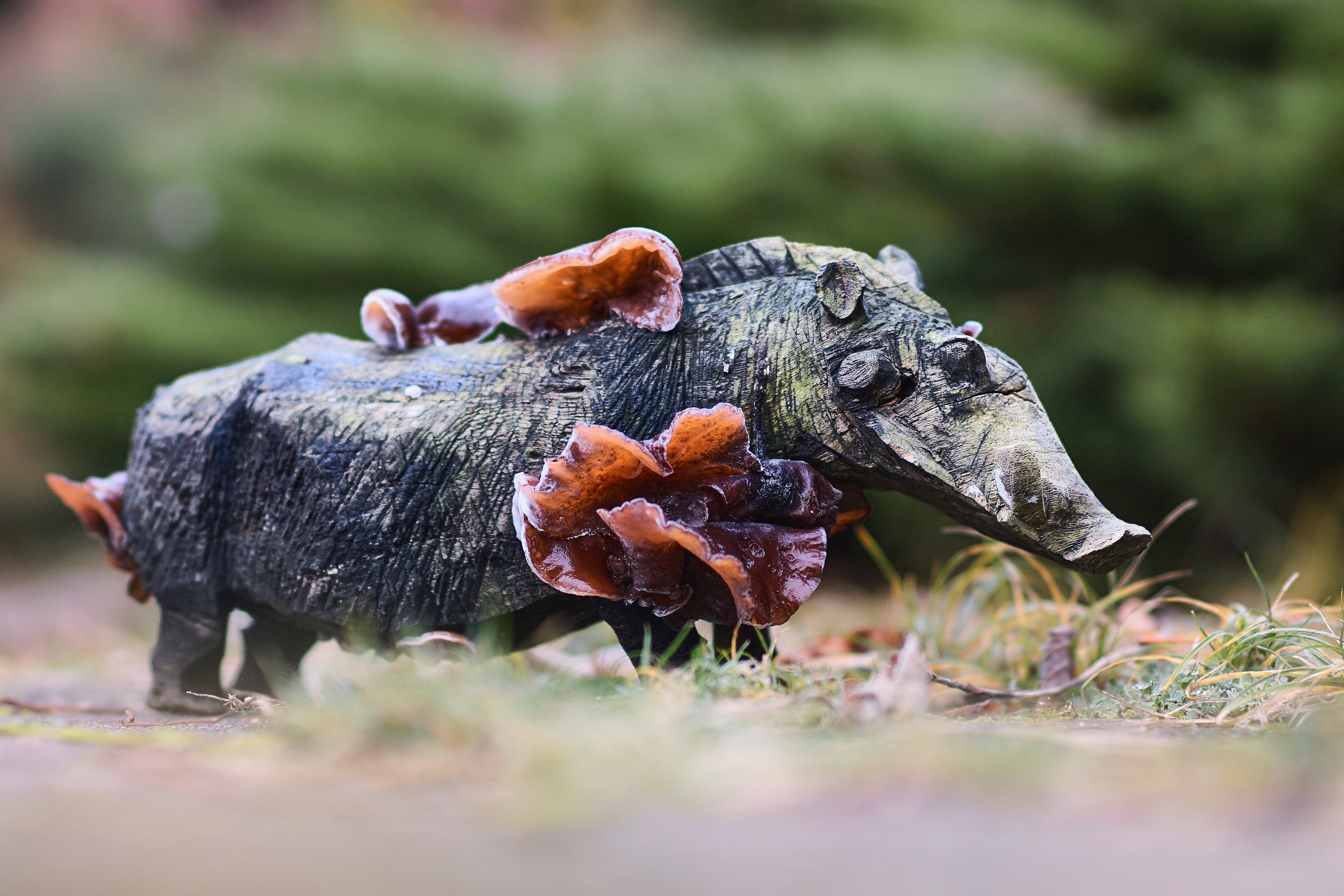 Weathered Sentinel: Orange Bracket Fungi Adorning a Tortoise