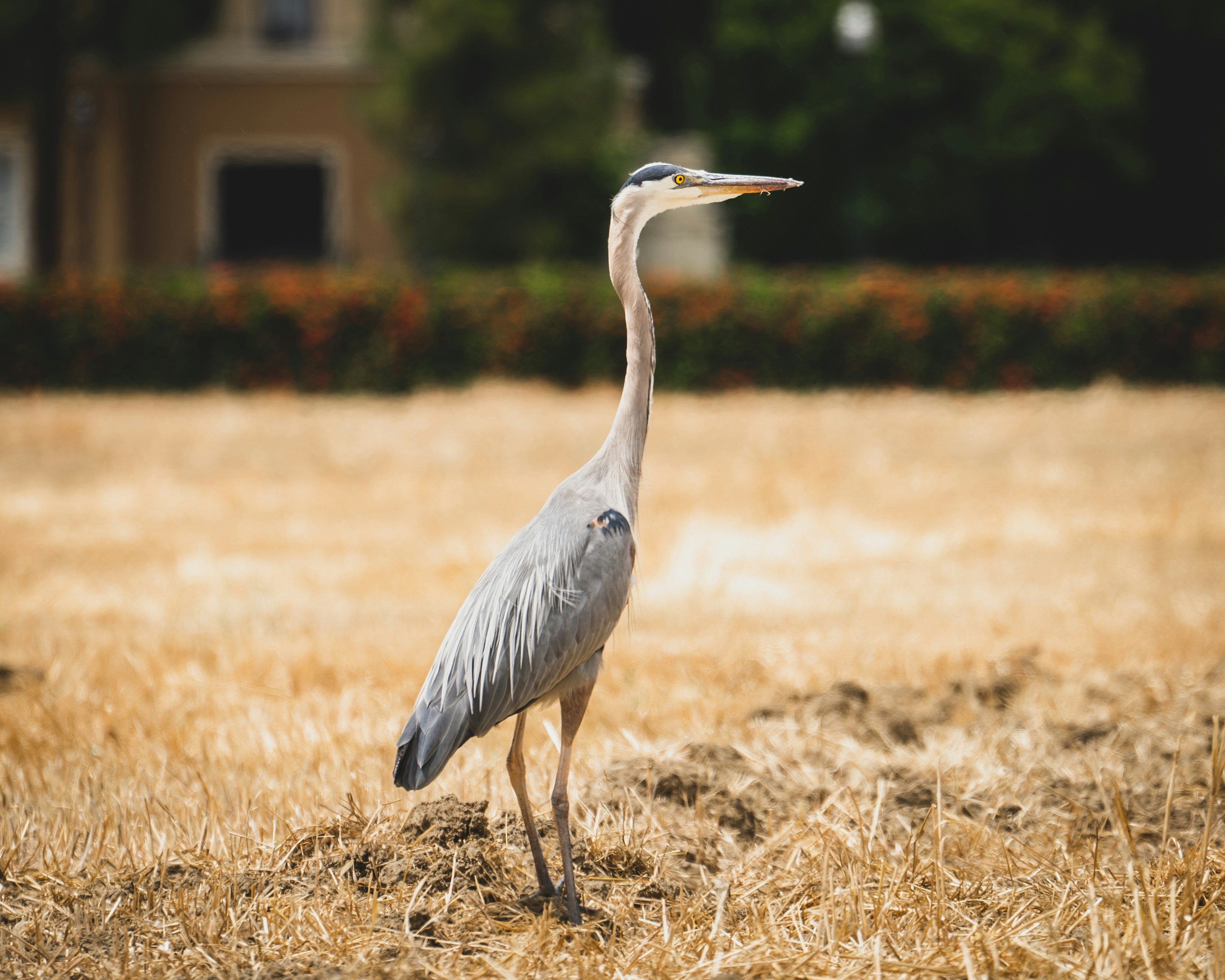 Solitary Grey Heron Stands Guard in a Sunbaked Field