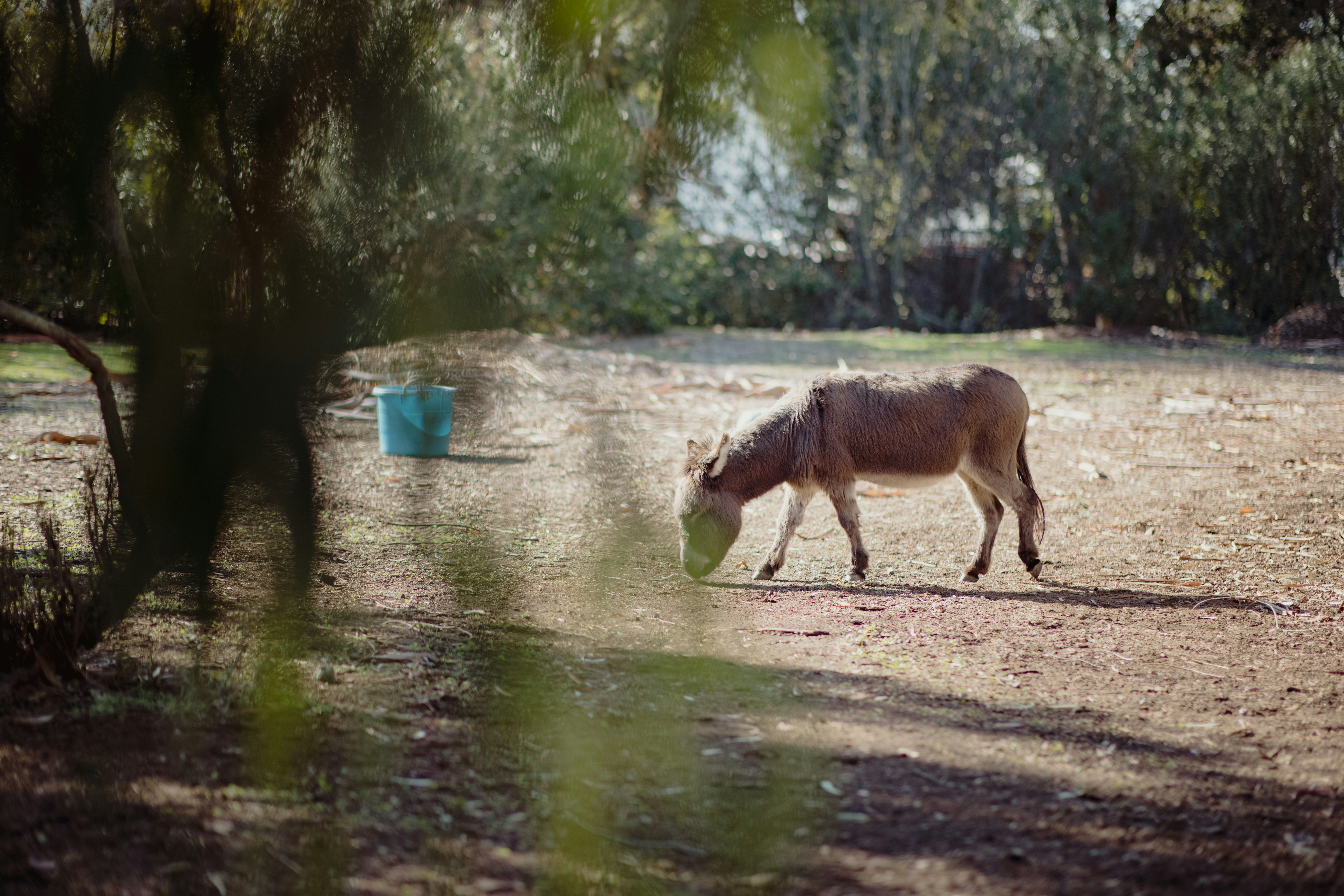 Midday Grazing: A solitary horse sampling a leaf in a sunlit paddock