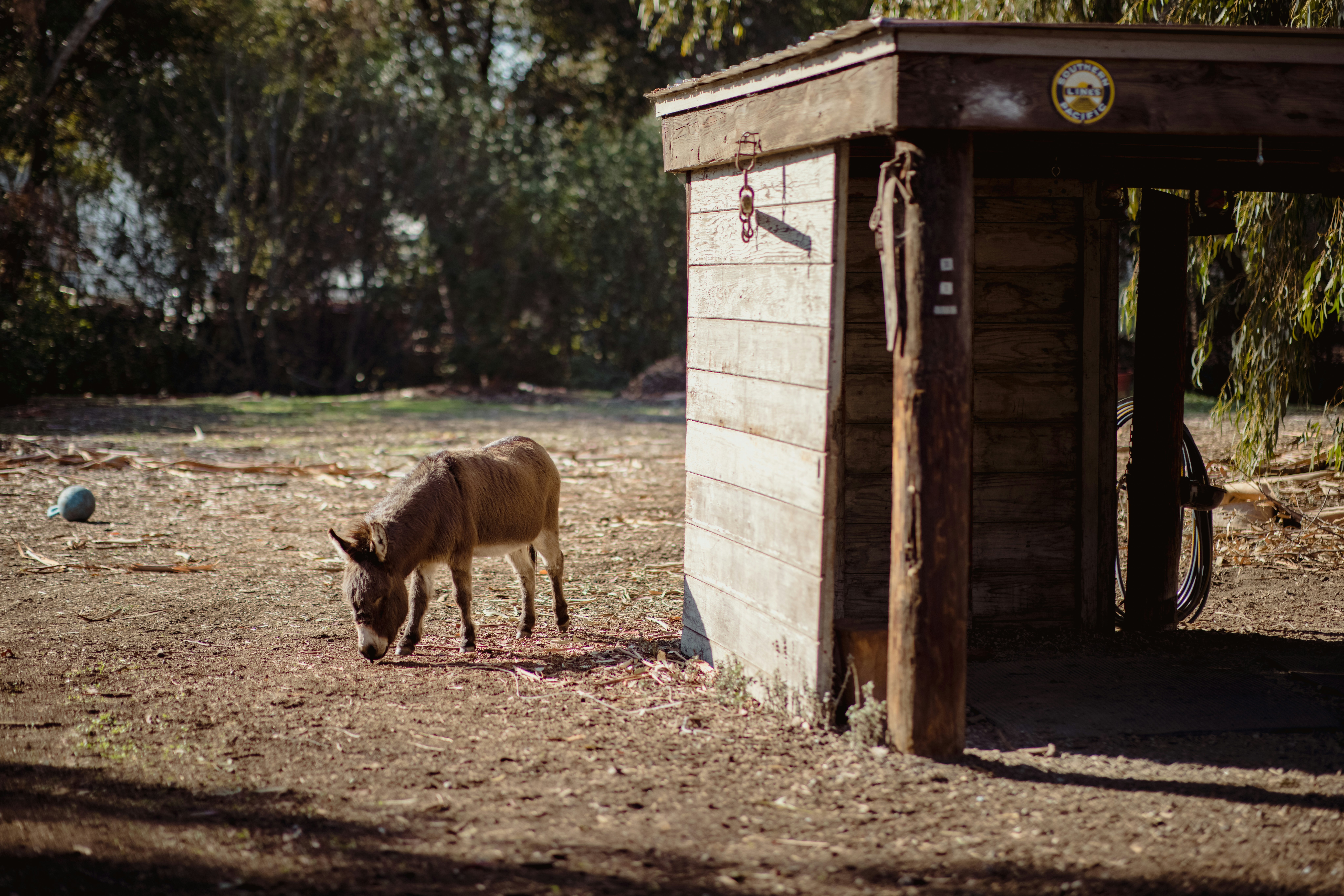A donkey standing next to a shed in a field photo – Free Animal Image ...