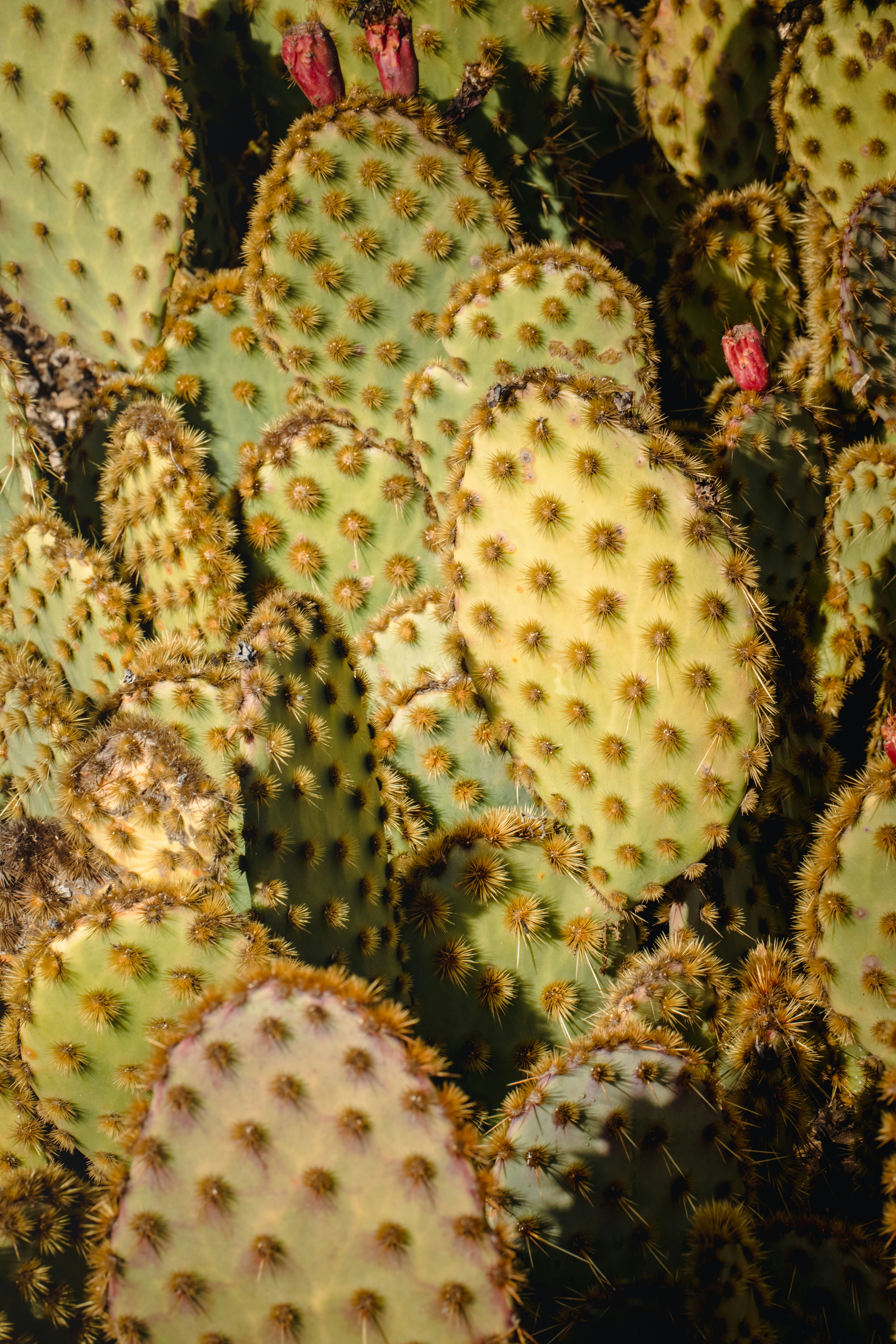 A vibrant cluster of prickly pear cacti showcasing their unique textures and colors, with a few bright red fruits peeking through. 
