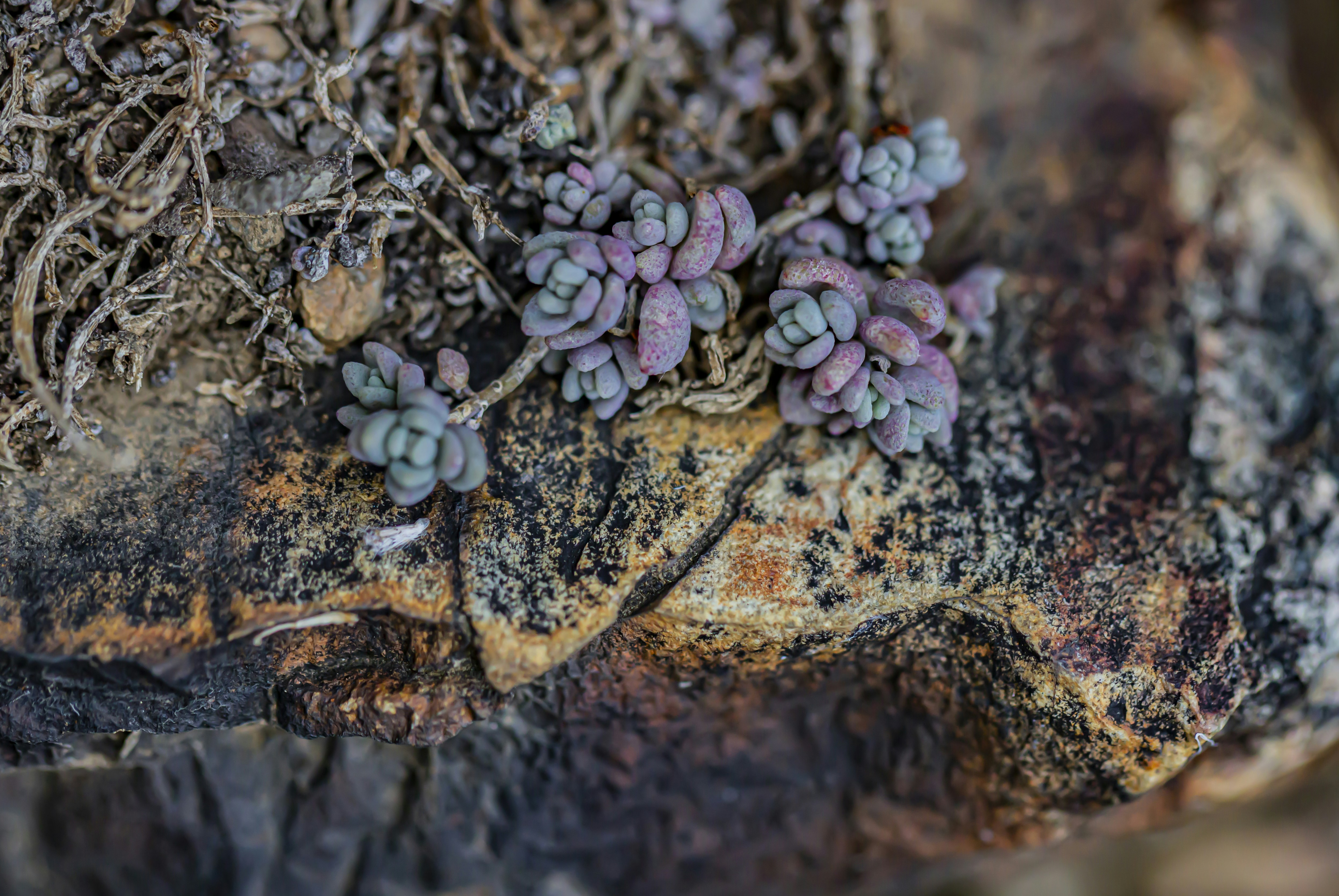 Clusters of delicate succulents thrive on a rugged rock surface, showcasing nature's adaptability. The intricate textures and colors create a harmonious blend of life and stone.