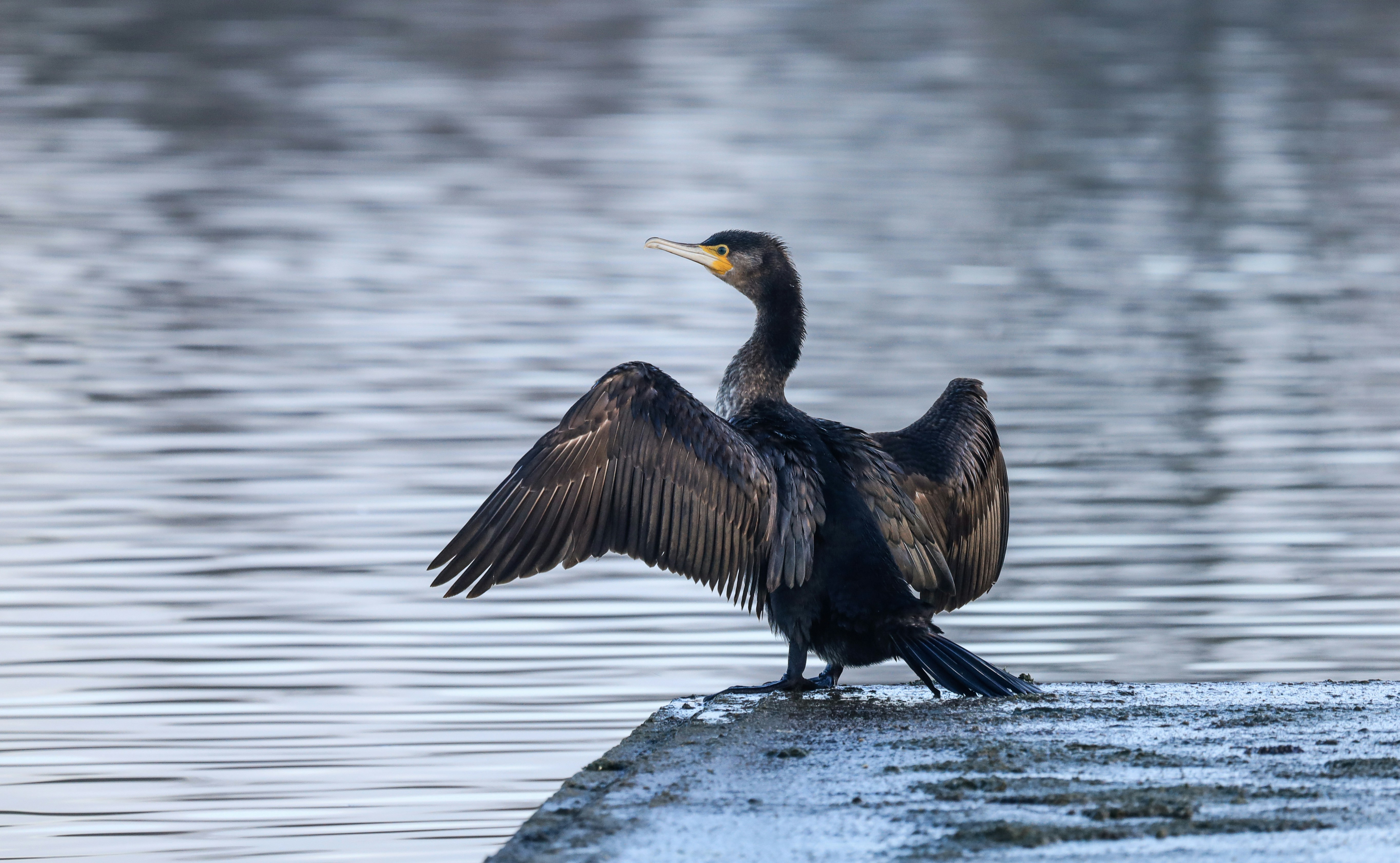 Cormorant with outstretched wings perched on a snowy dock by the water's edge.