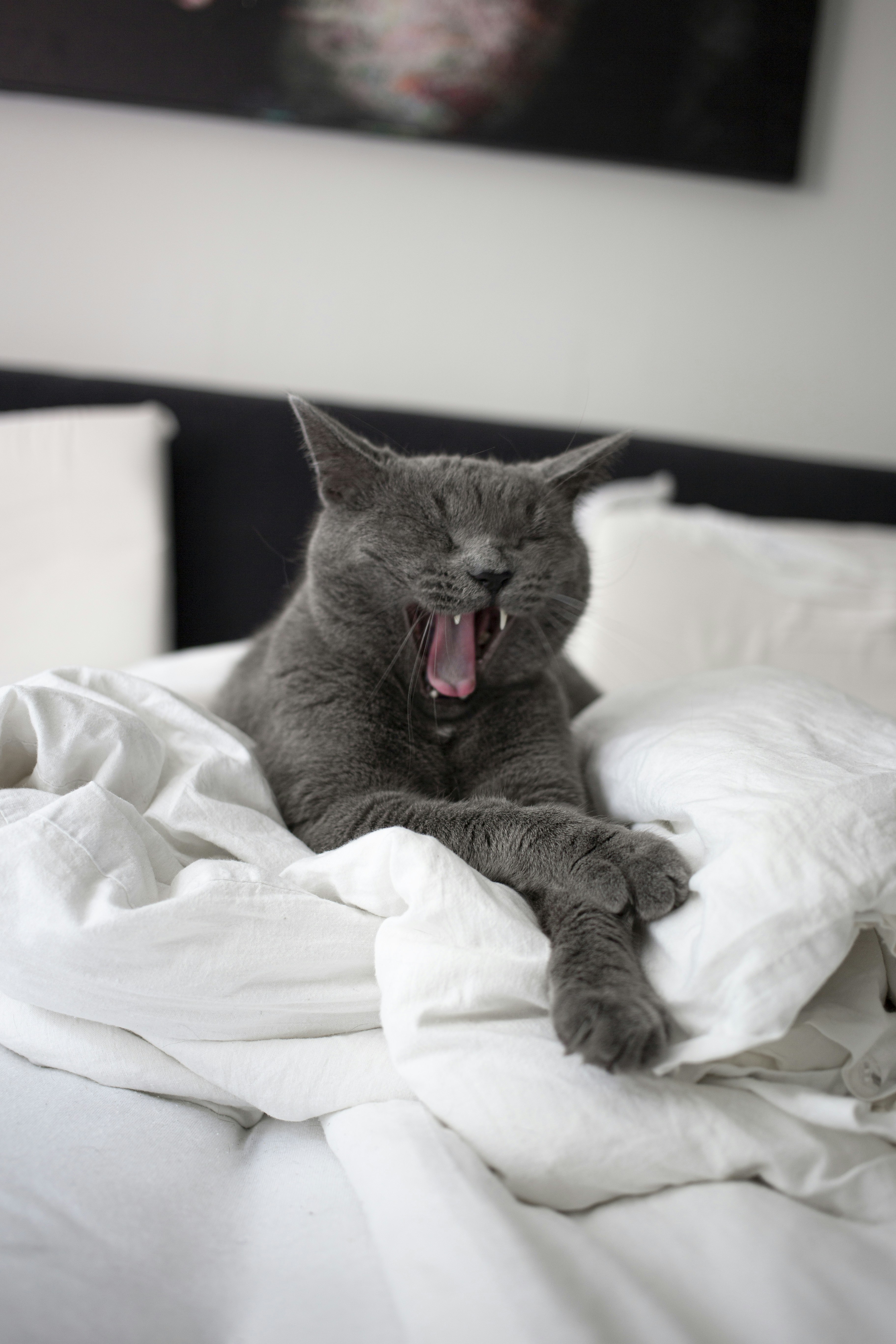 Yawning in Soft Light: A Gray Cat Lounges on White Linen