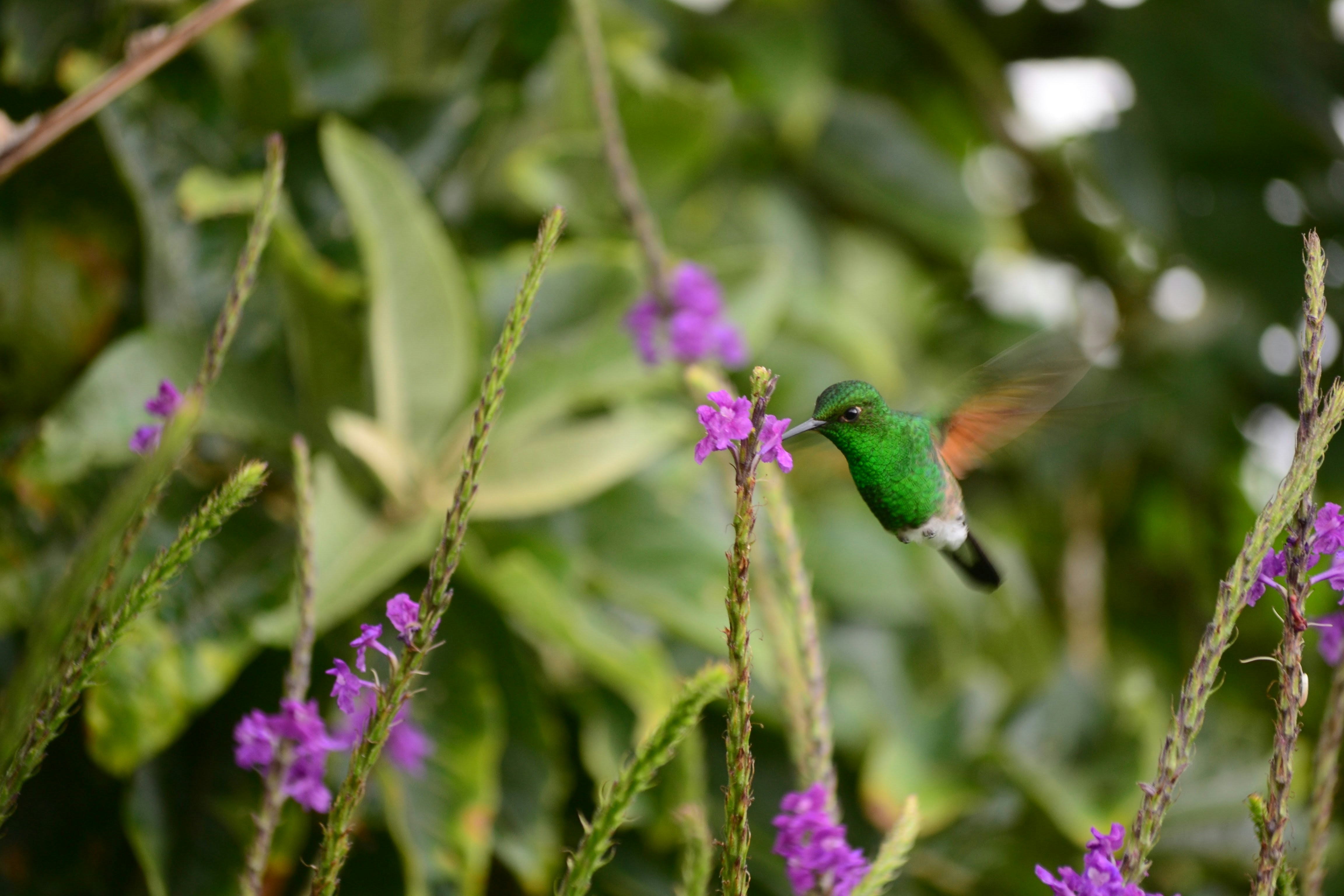 Vibrant green hummingbird hovering near delicate purple flowers in a lush garden setting.