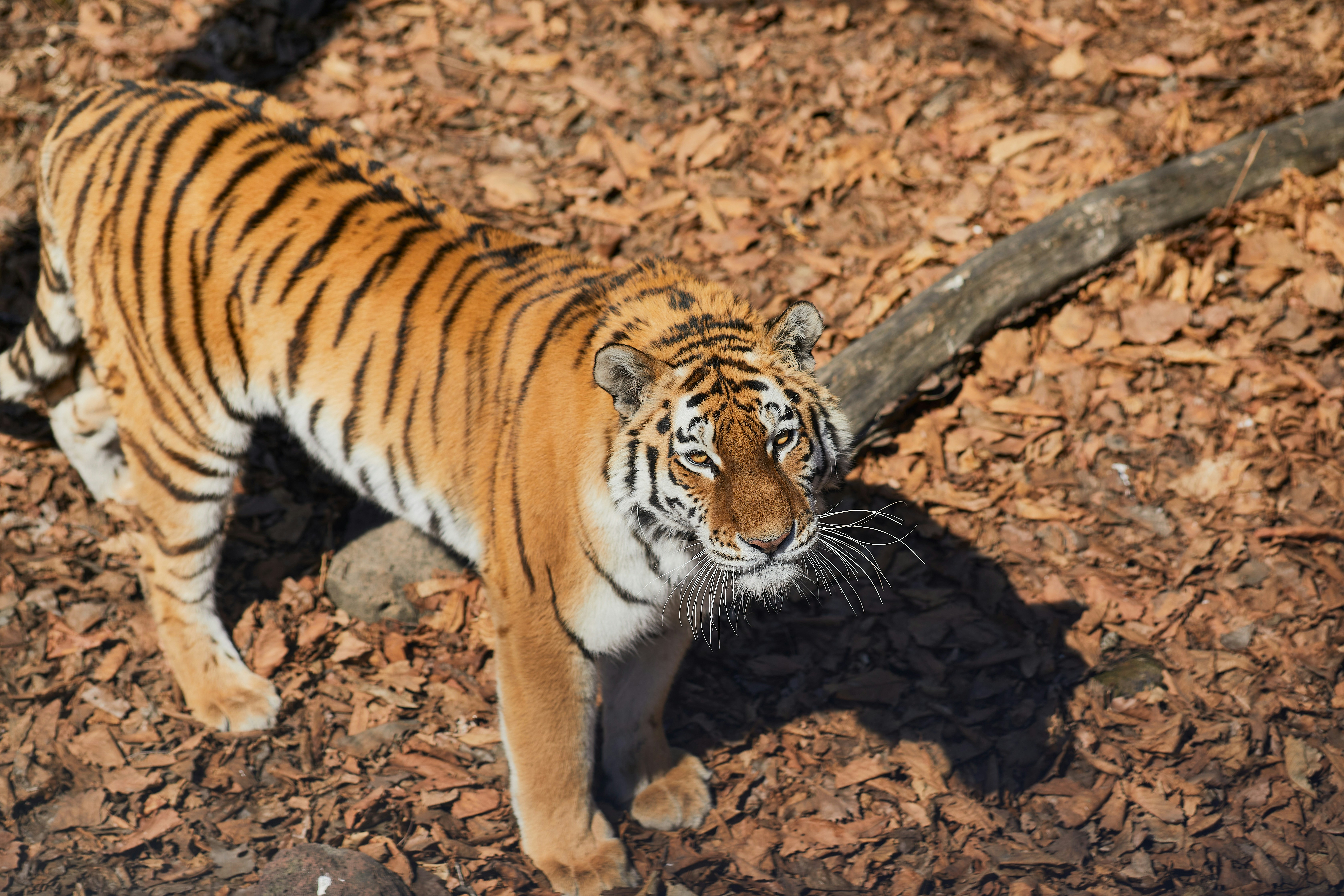 Tiger at Eye-Level: Stripes and Sunlit Leaf Litter