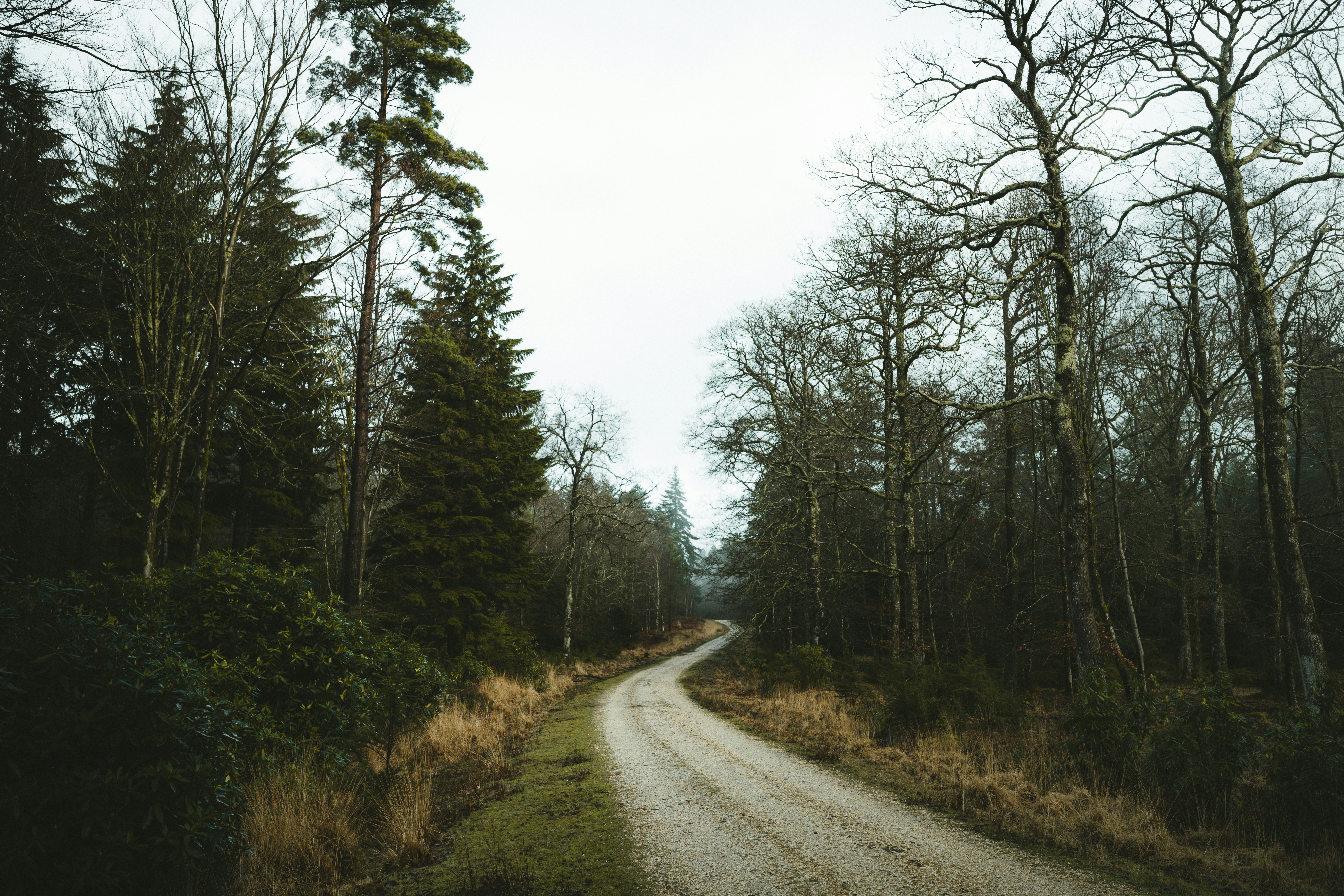Curving gravel path through a leafless forest under overcast skies.