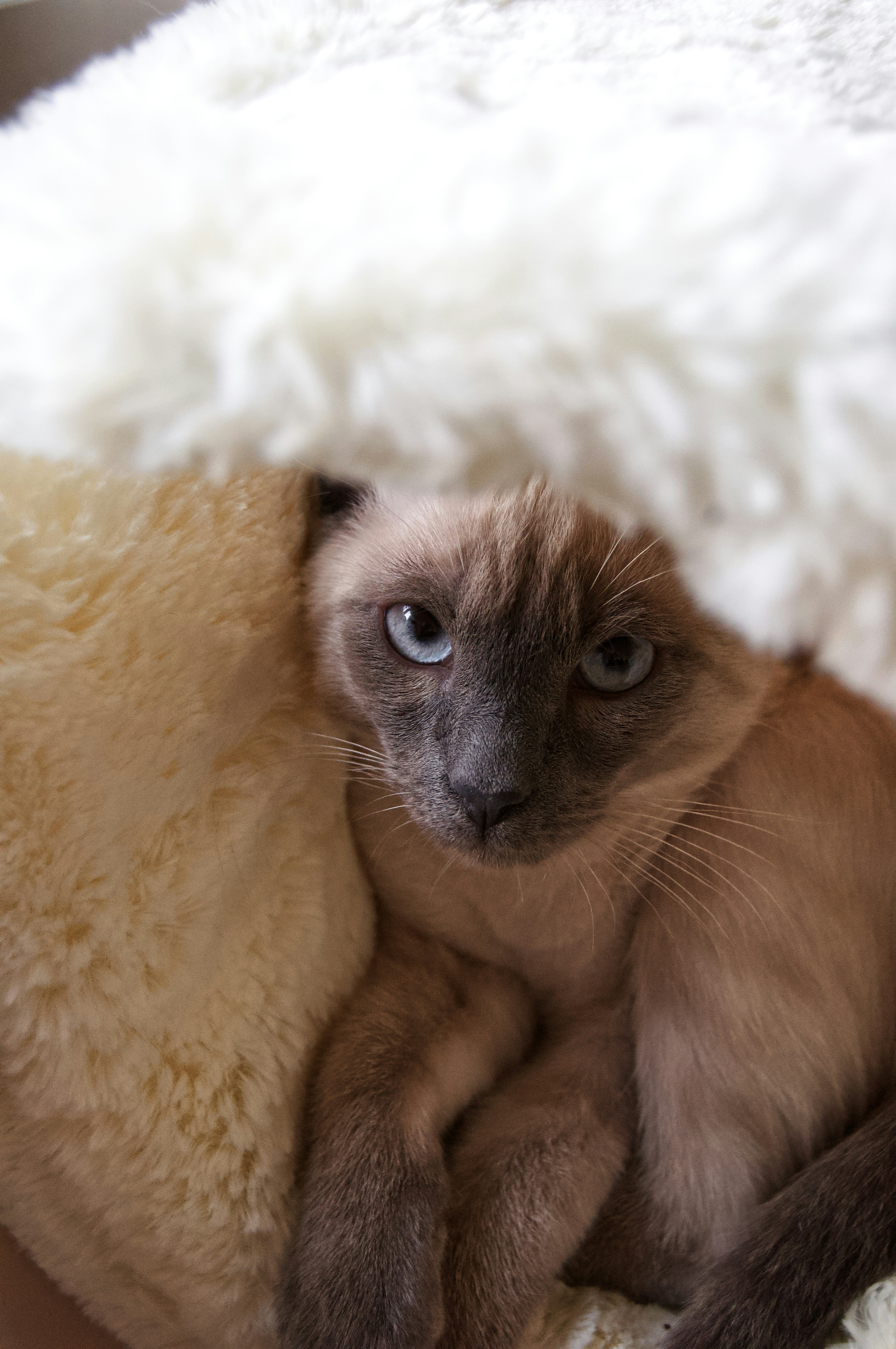 Under the Plush Canopy: a Curious Blue-Eyed Kitten