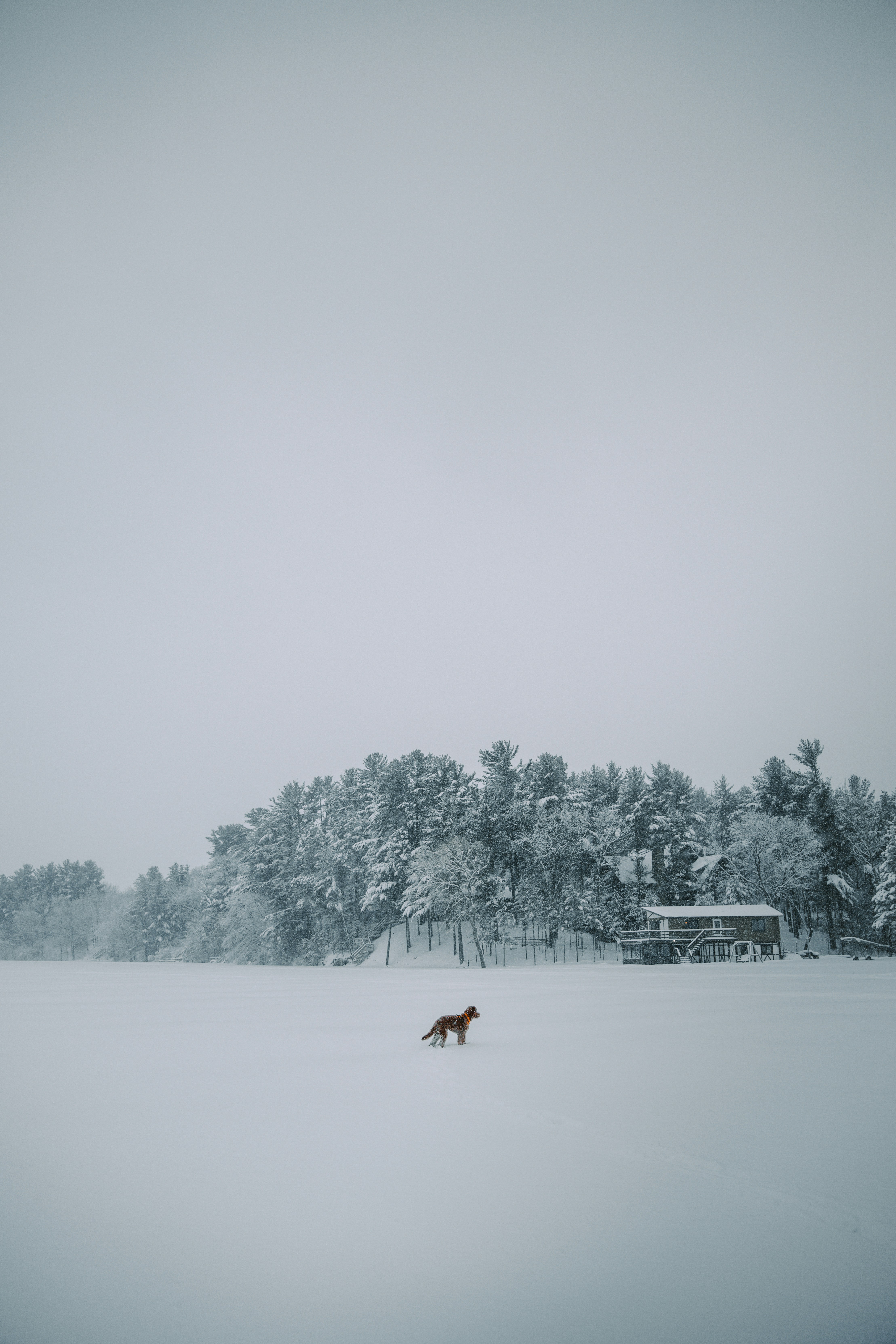 A dog traverses a snow-covered landscape, with a backdrop of snow-laden trees and a distant cabin. The scene captures the tranquility of winter exploration.