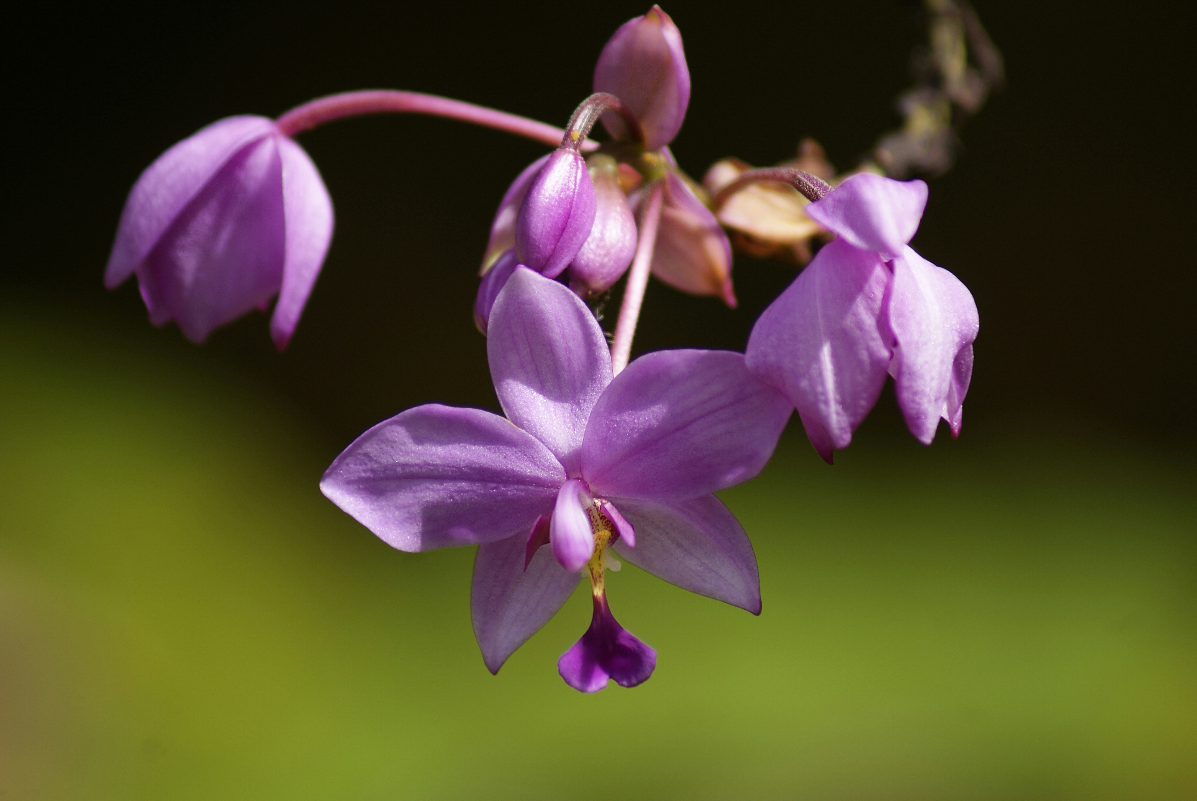 Orchid Flower Pictures | Download Free Images on Unsplash