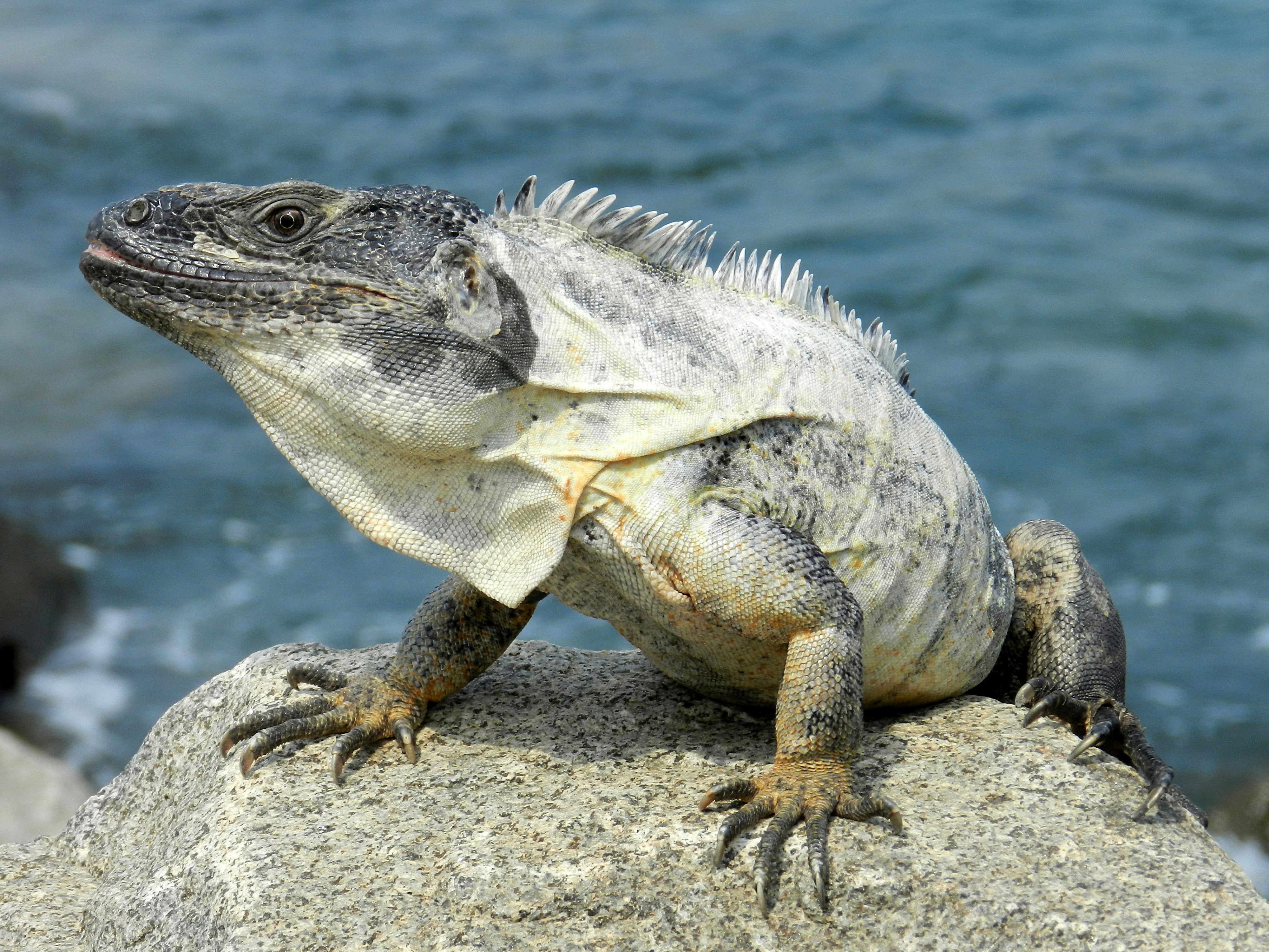 Iguana basking on a sunlit rock by the ocean.