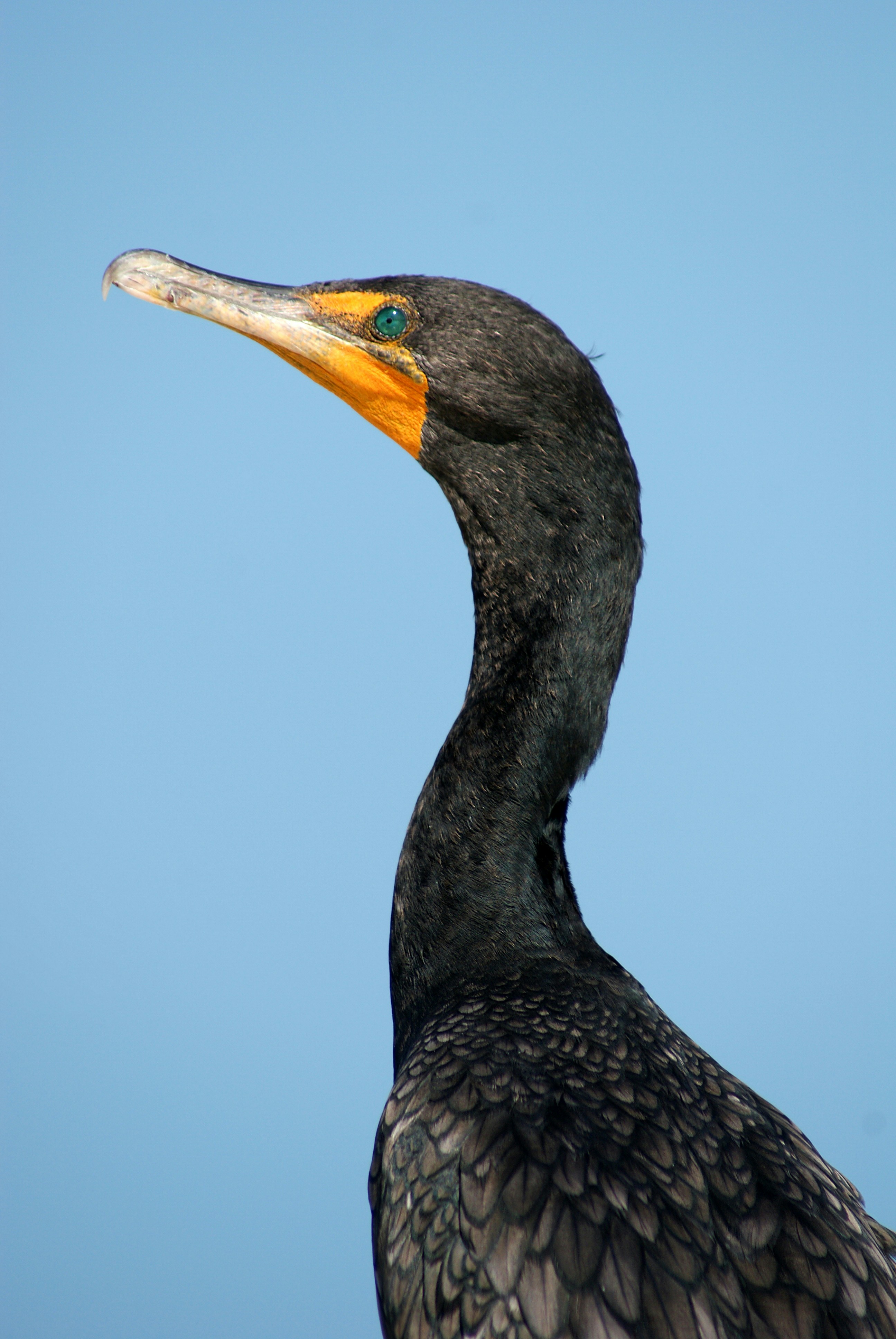 Cormorant displaying its distinctive profile against a clear blue sky. The vibrant colors of its beak and eye stand out prominently.