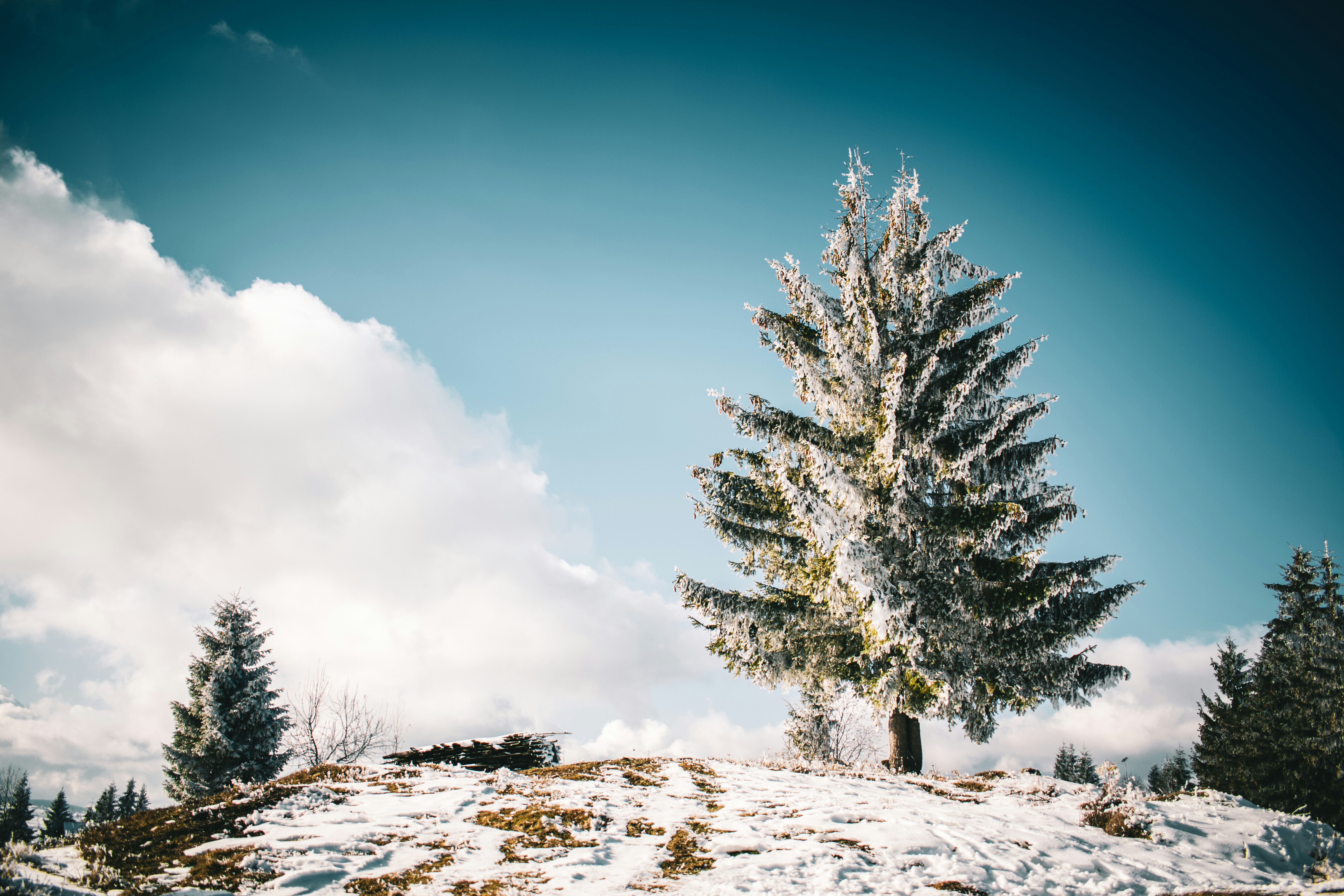 Frosted Fir Under Azure Skies