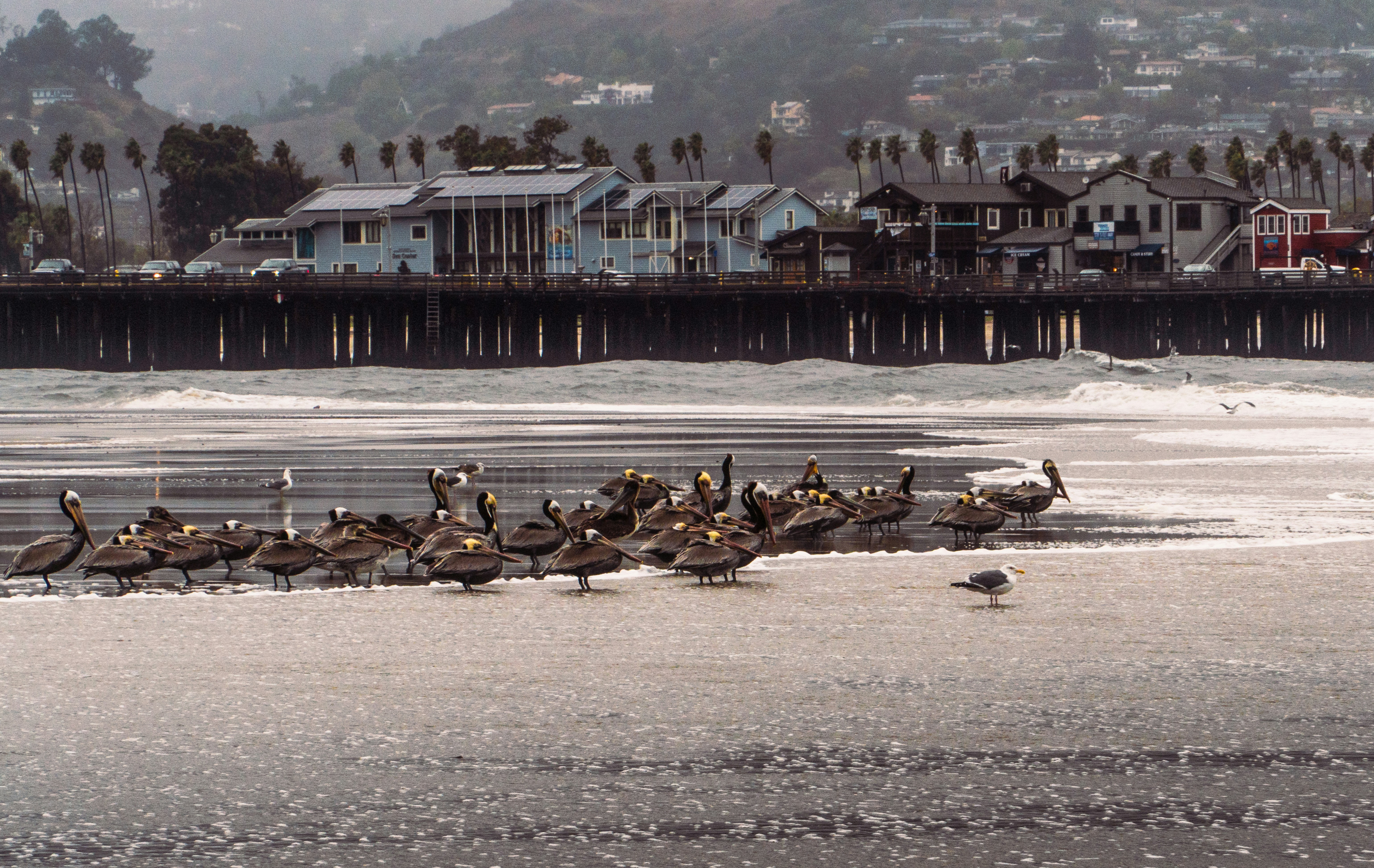 Migrating Gulls Along the Pier at Dusk