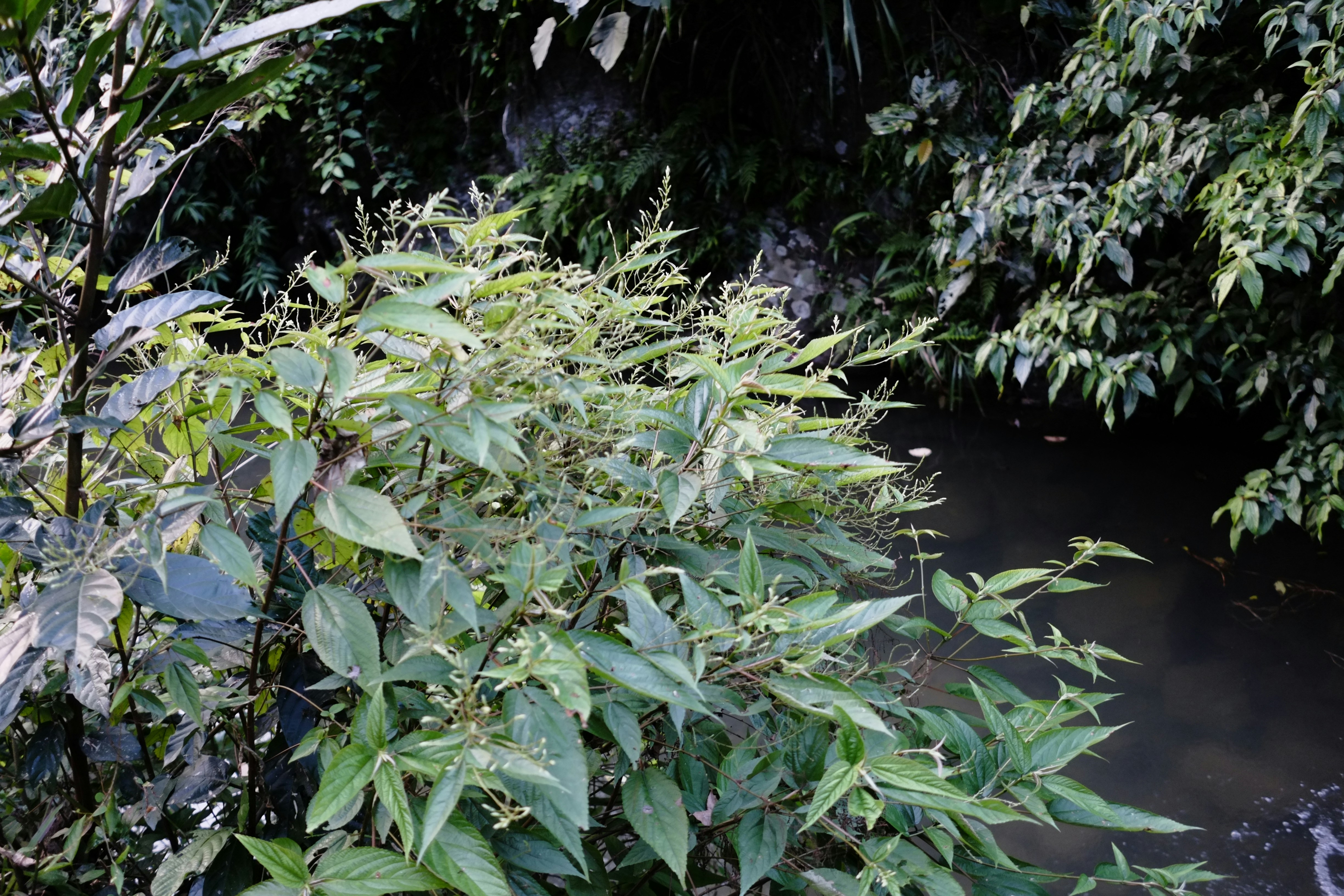 Verdant Edge: Leaves Framing a Quiet Riverside