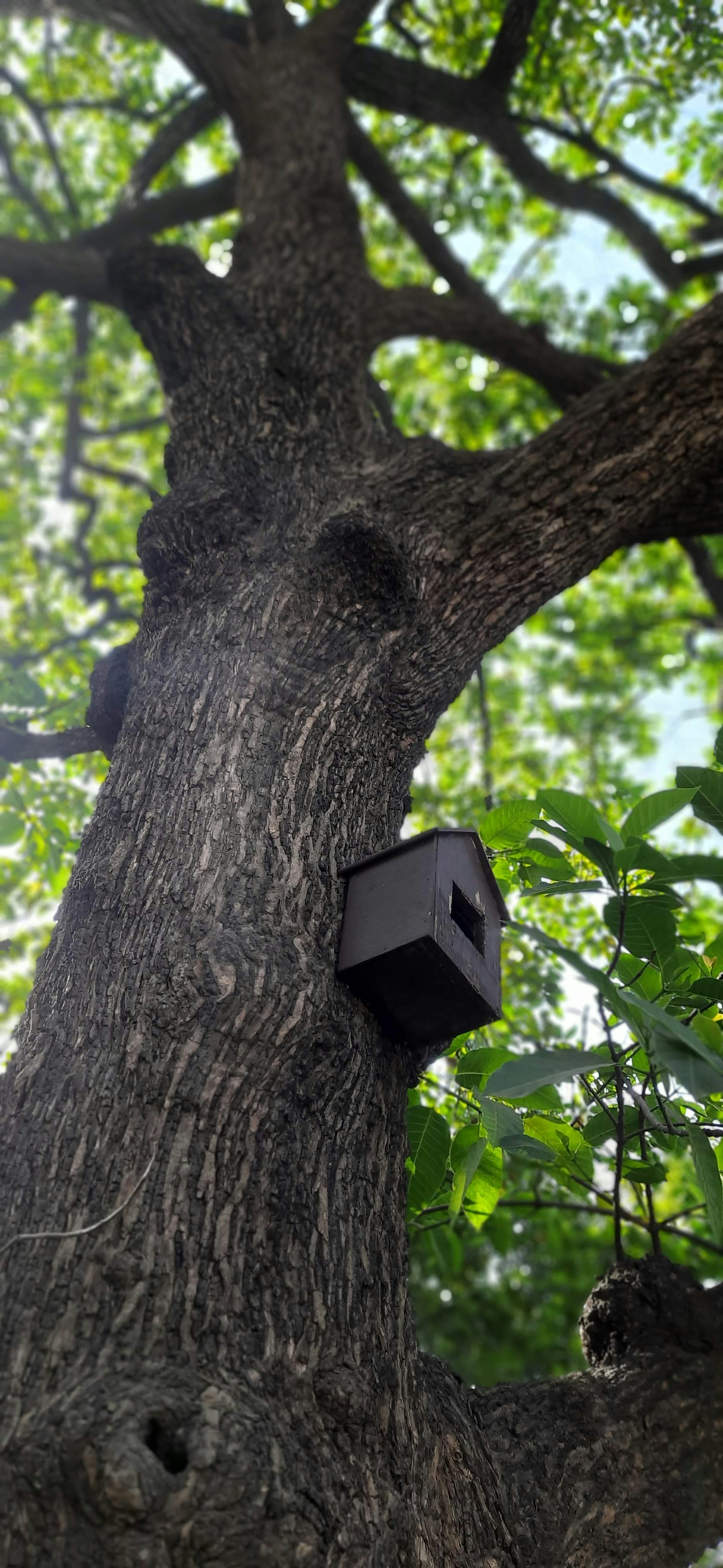 A wooden birdhouse attached to the trunk of a large tree, surrounded by lush green leaves under a bright sky.