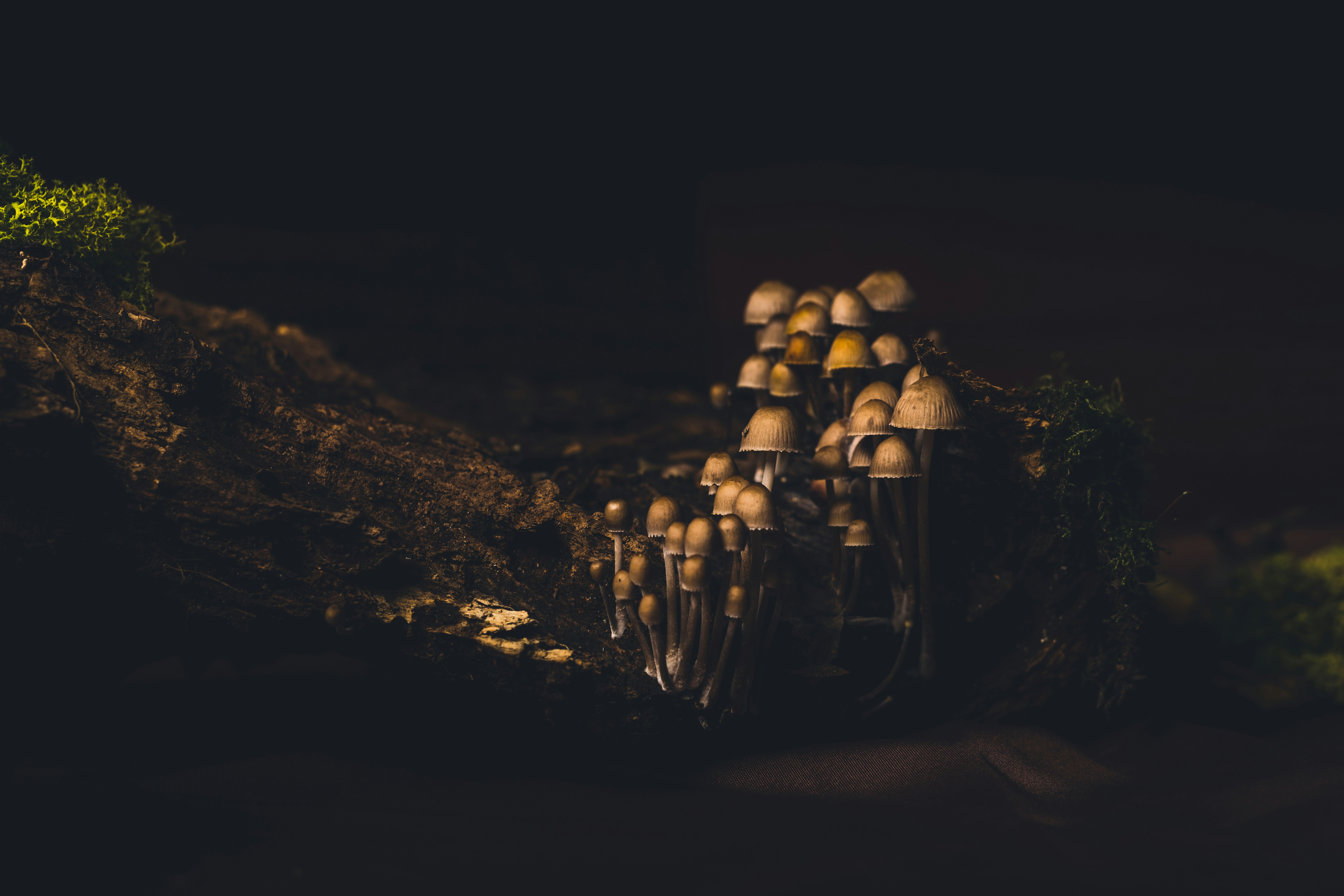 Whispering Mushrooms: Moonlit Microcosm on a Mossy Log