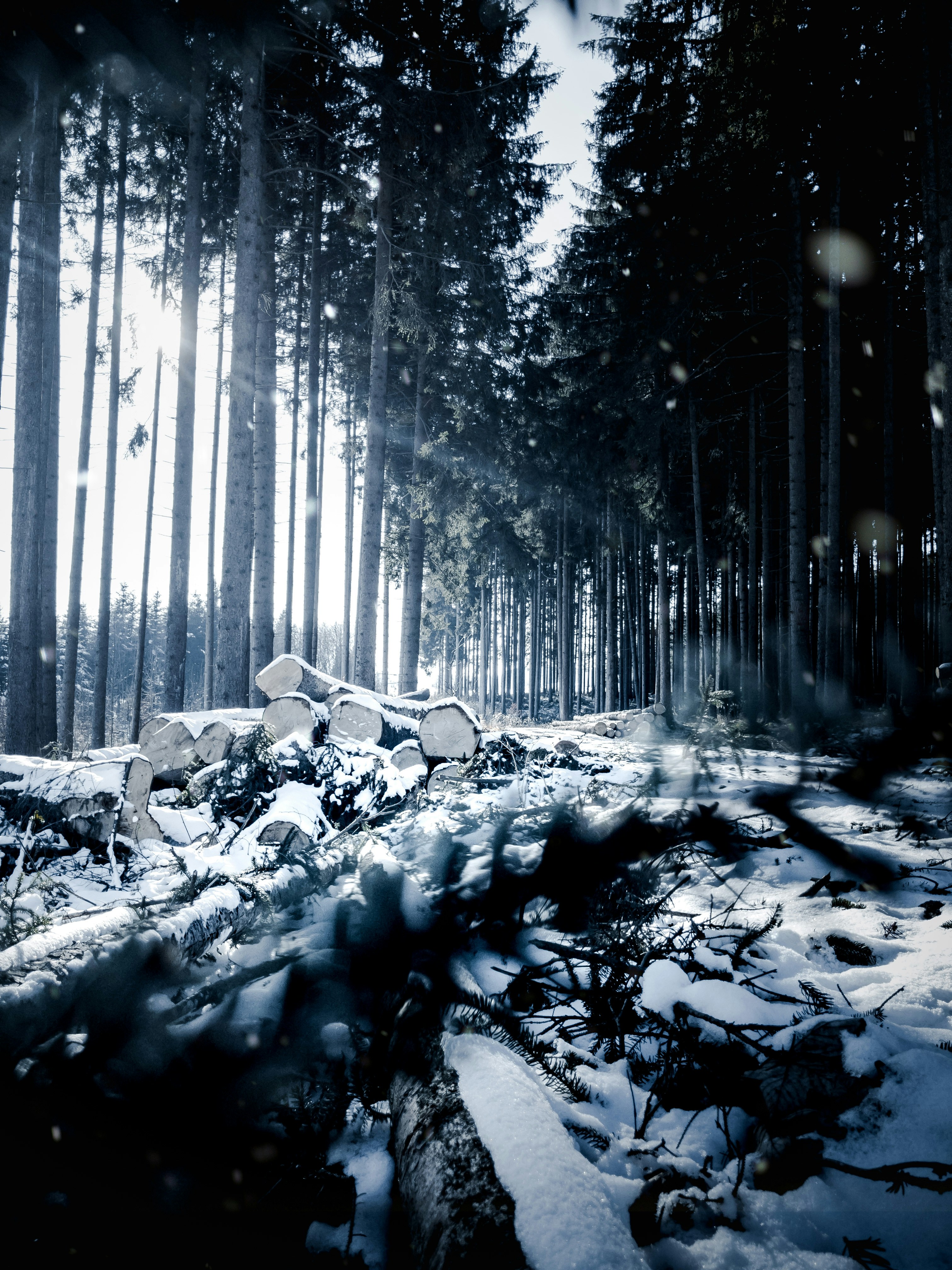 Snow-covered forest floor scattered with cut logs, framed by towering pine trees under a soft winter light.