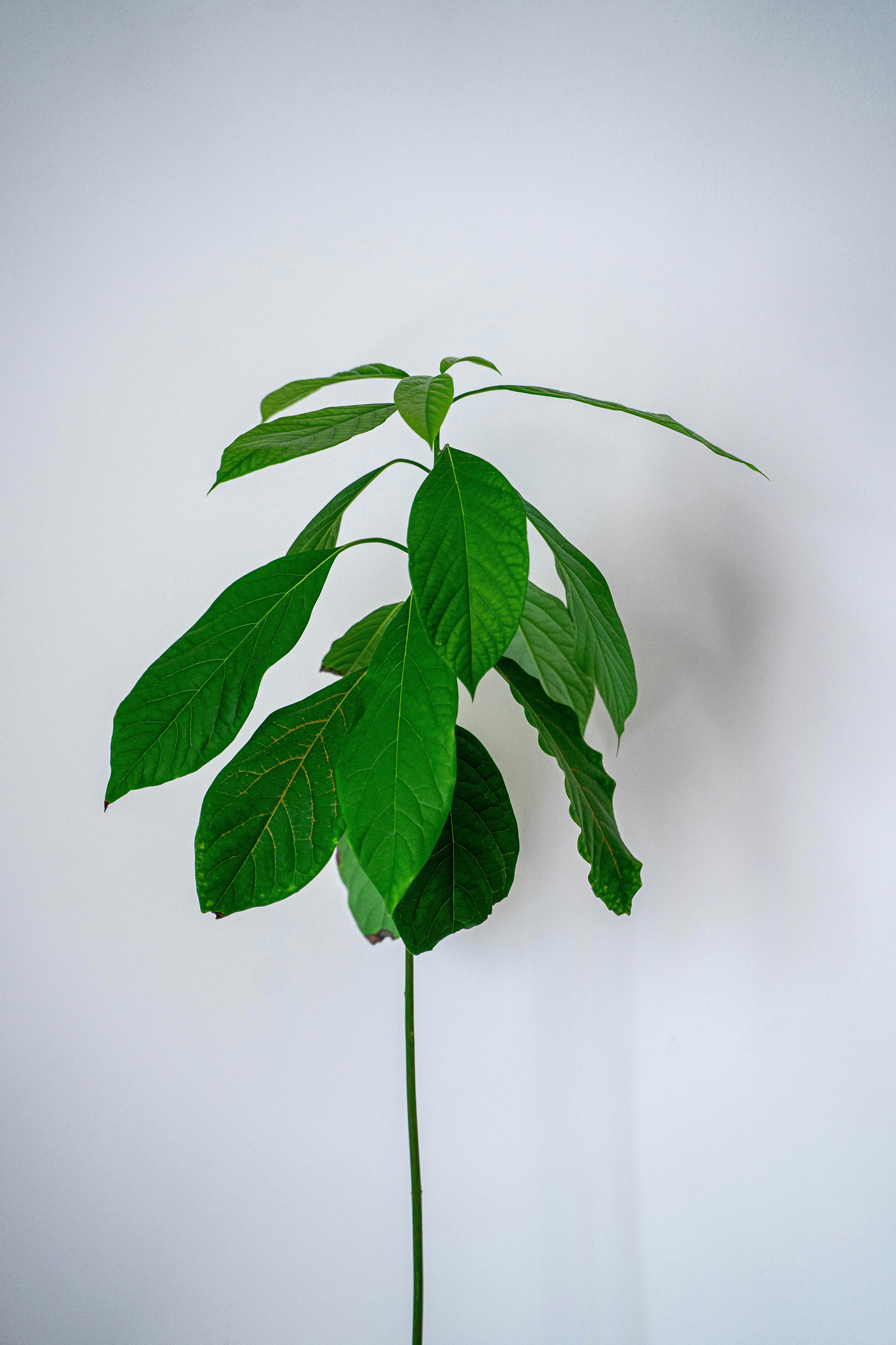 Single green plant with vibrant leaves against a neutral background, showcasing the beauty of nature indoors.