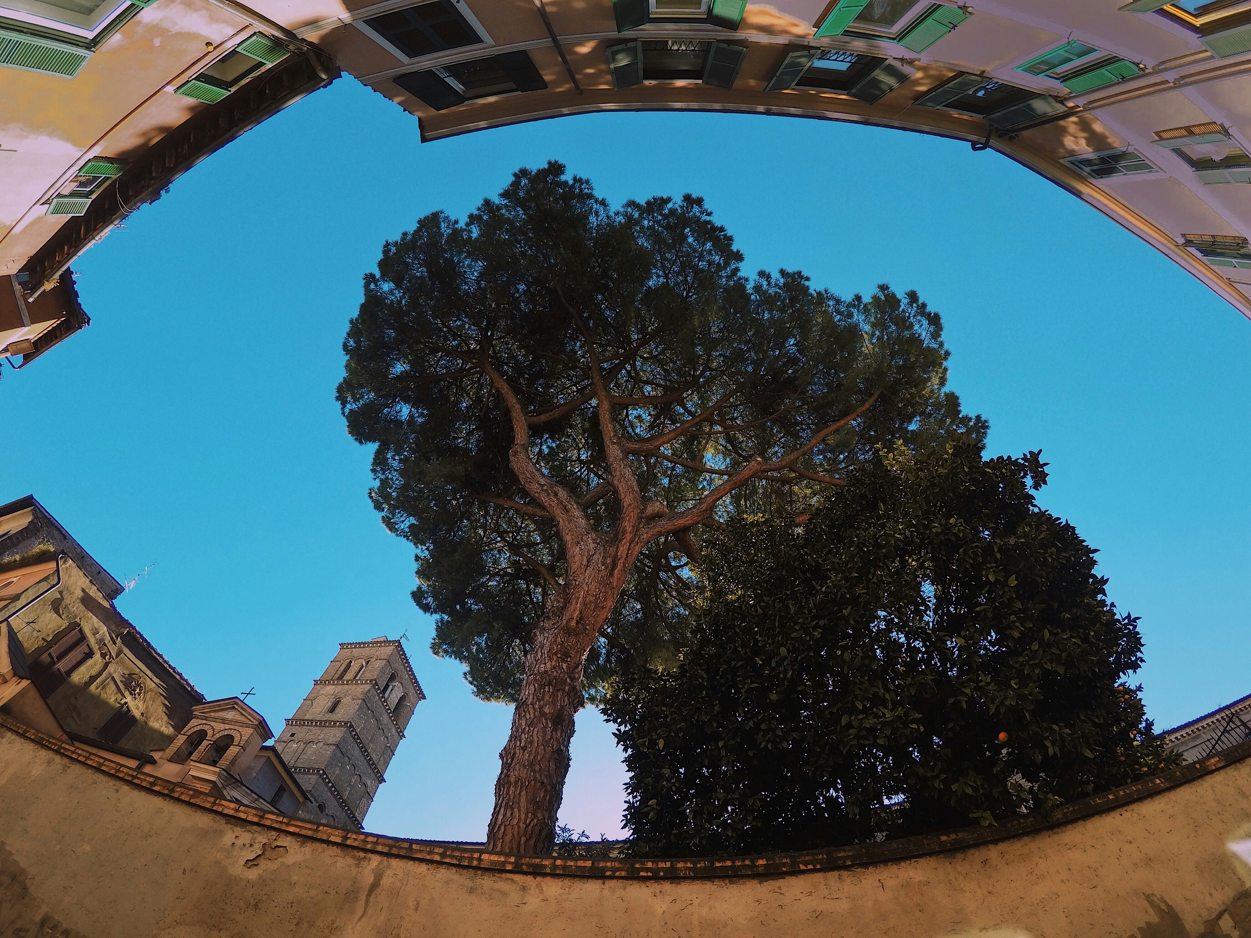 Urban Skyward: A Circular View of a Tree Reaching Toward the Blue