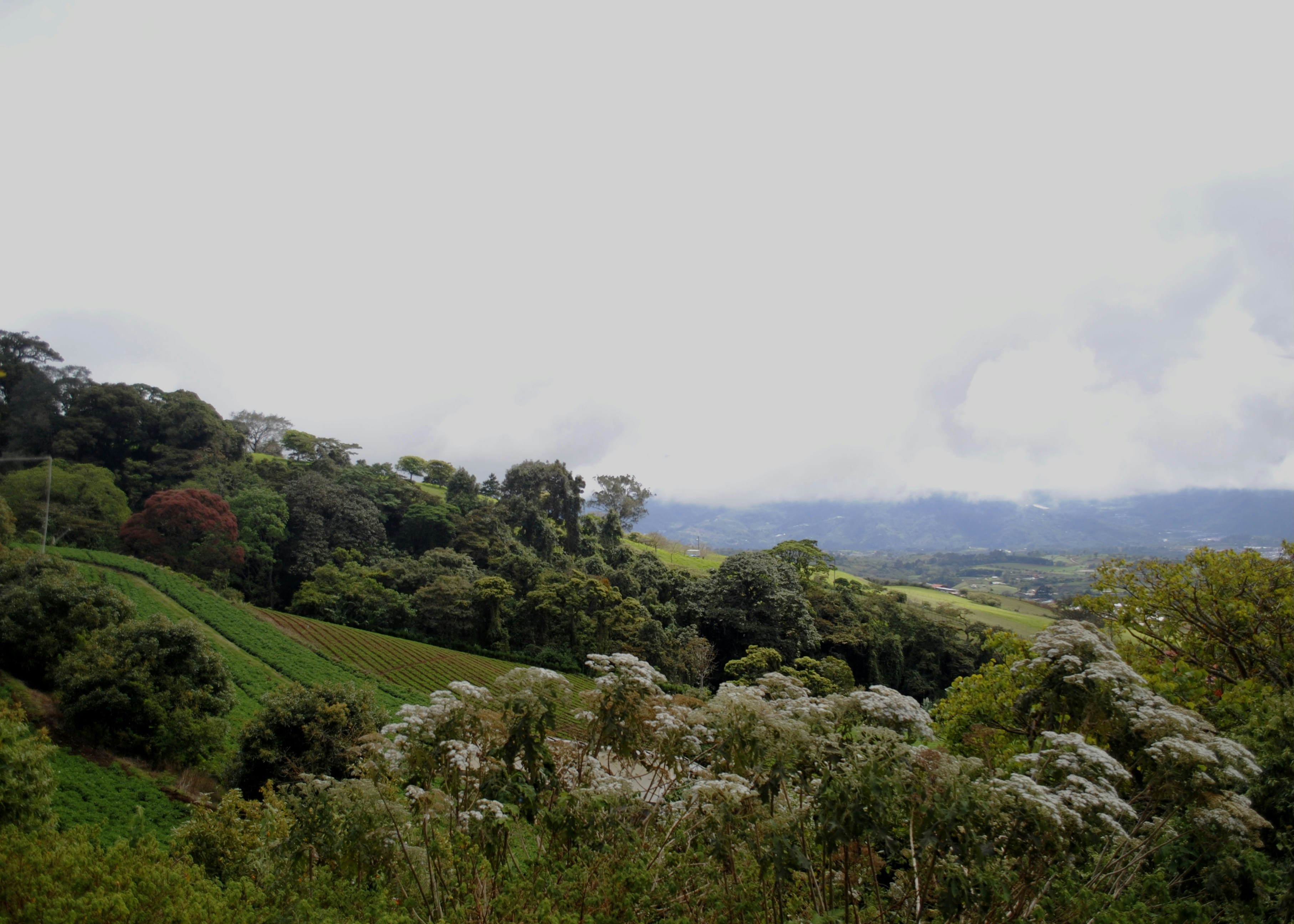 Lush green hills with wildflowers in the foreground under a cloudy sky.