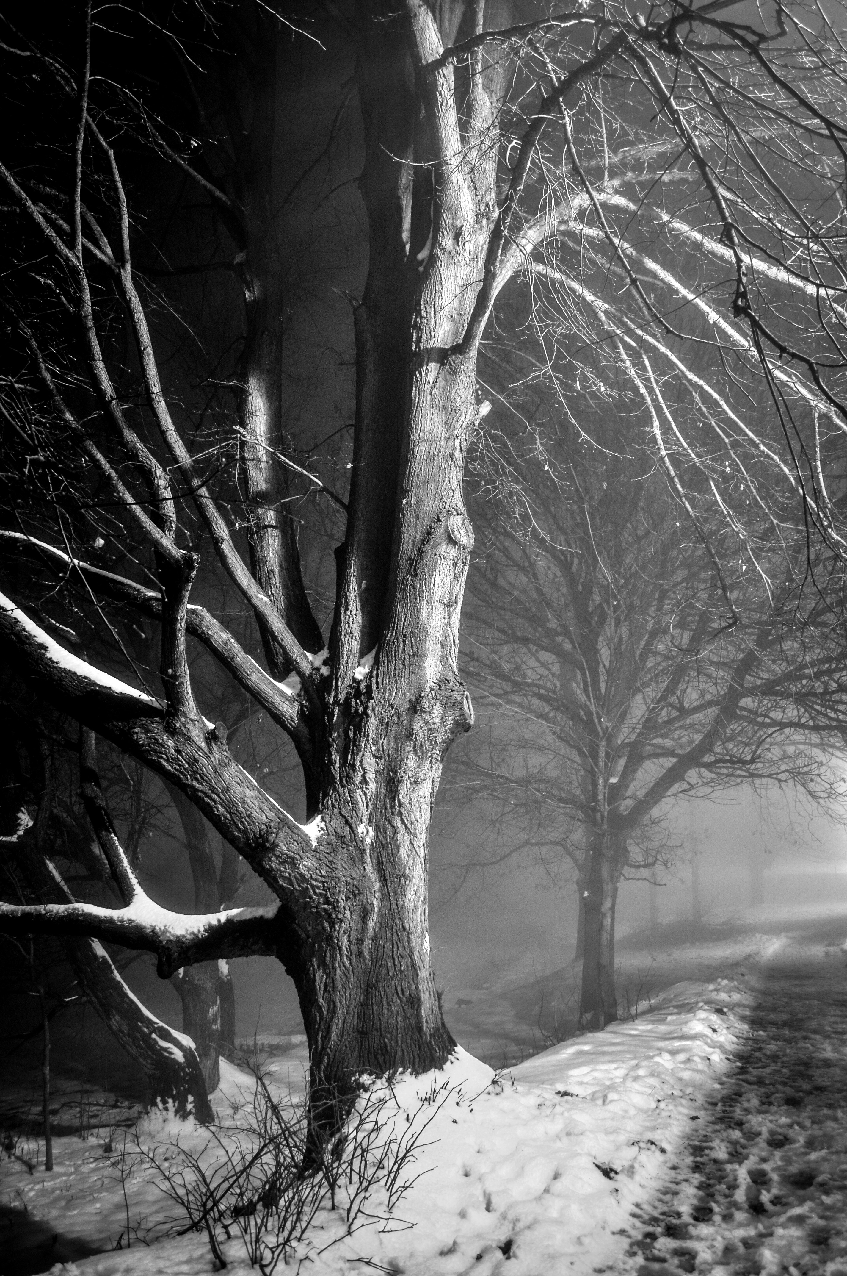 Gnarled Sentinel in a Snow-Fog Corridor