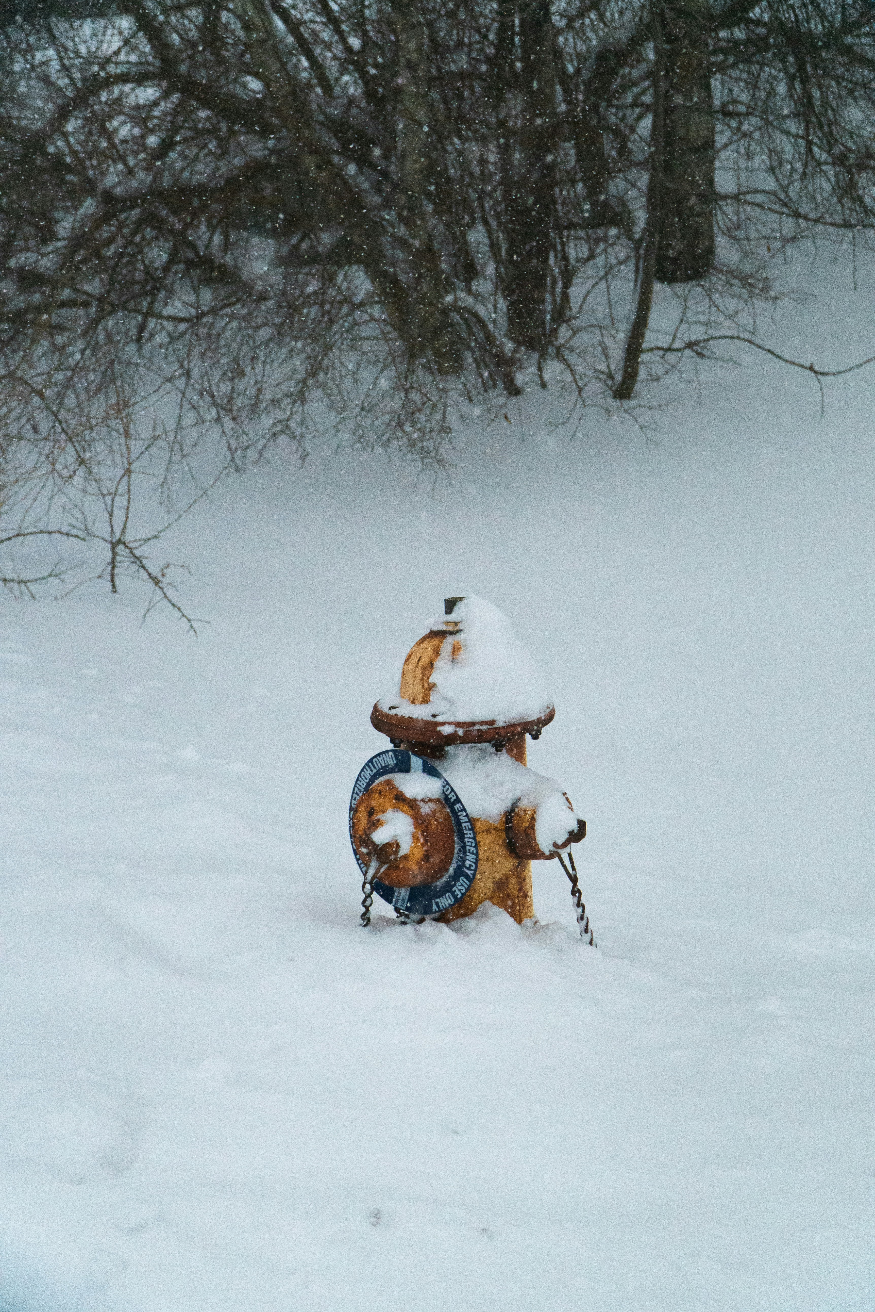 brown and white short coated dog on snow covered ground during daytime
