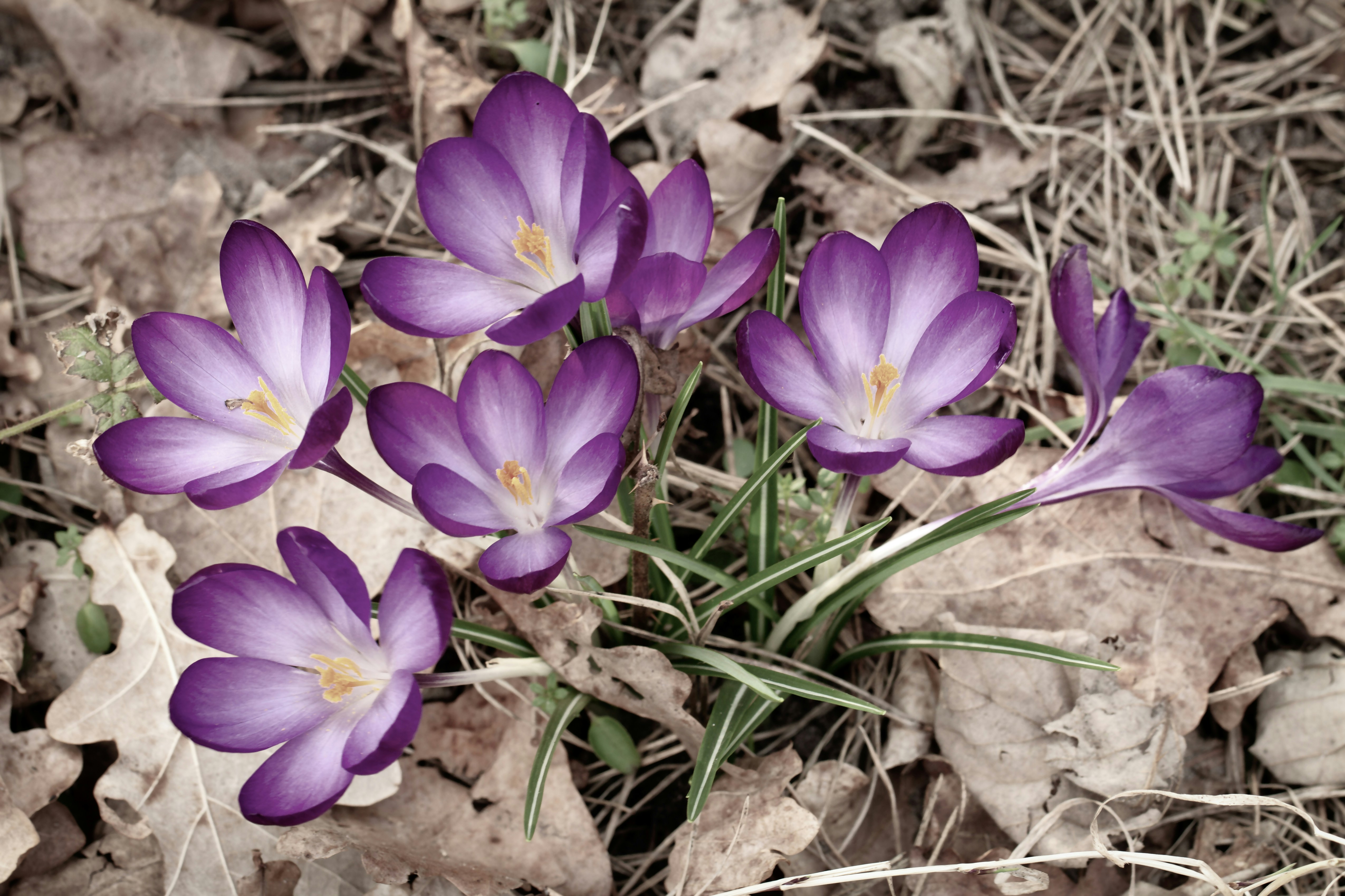 Vibrant purple crocuses bloom amidst a bed of dried leaves, signaling the arrival of spring.