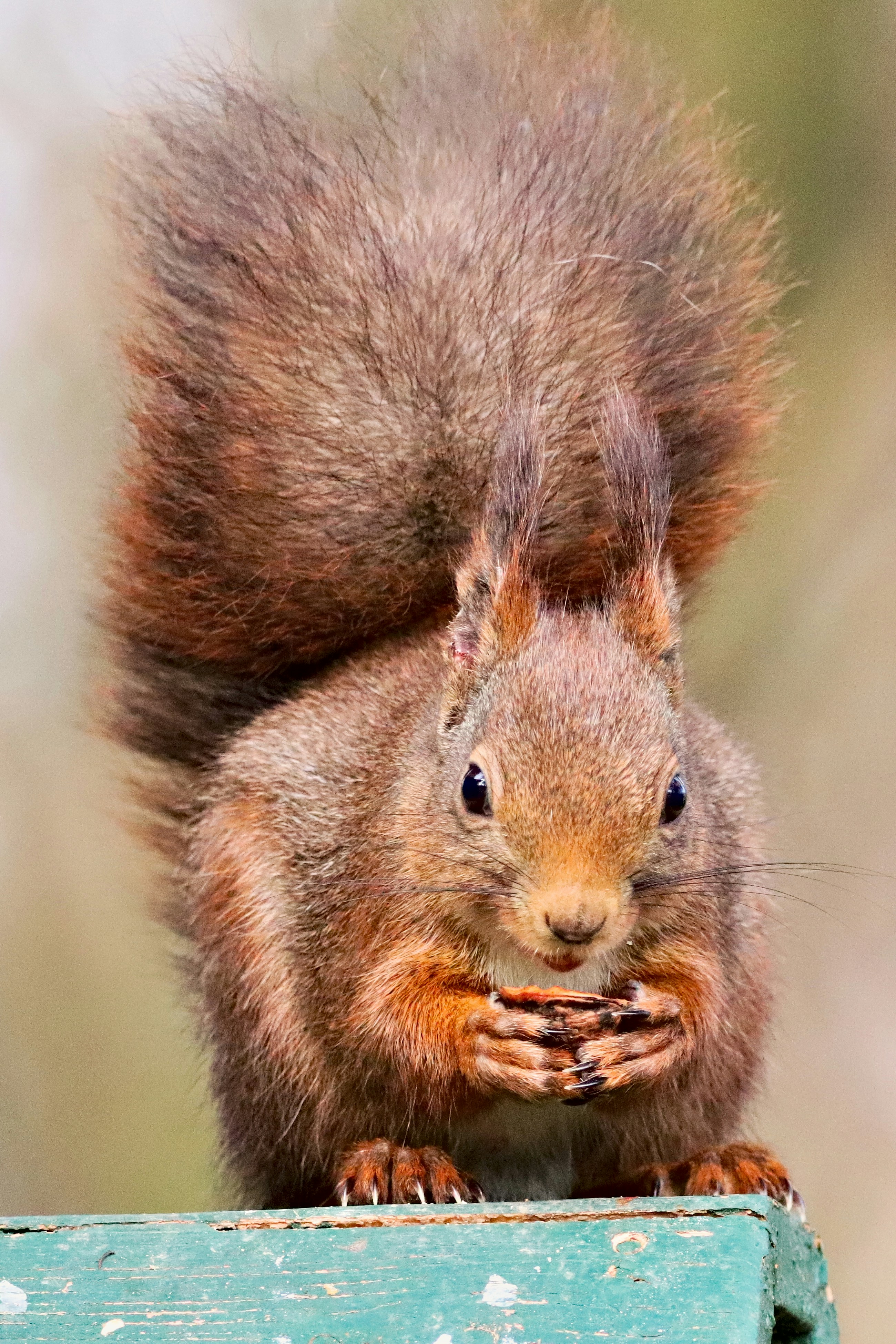 How to Eat Like a Squirrel - by Jeannine