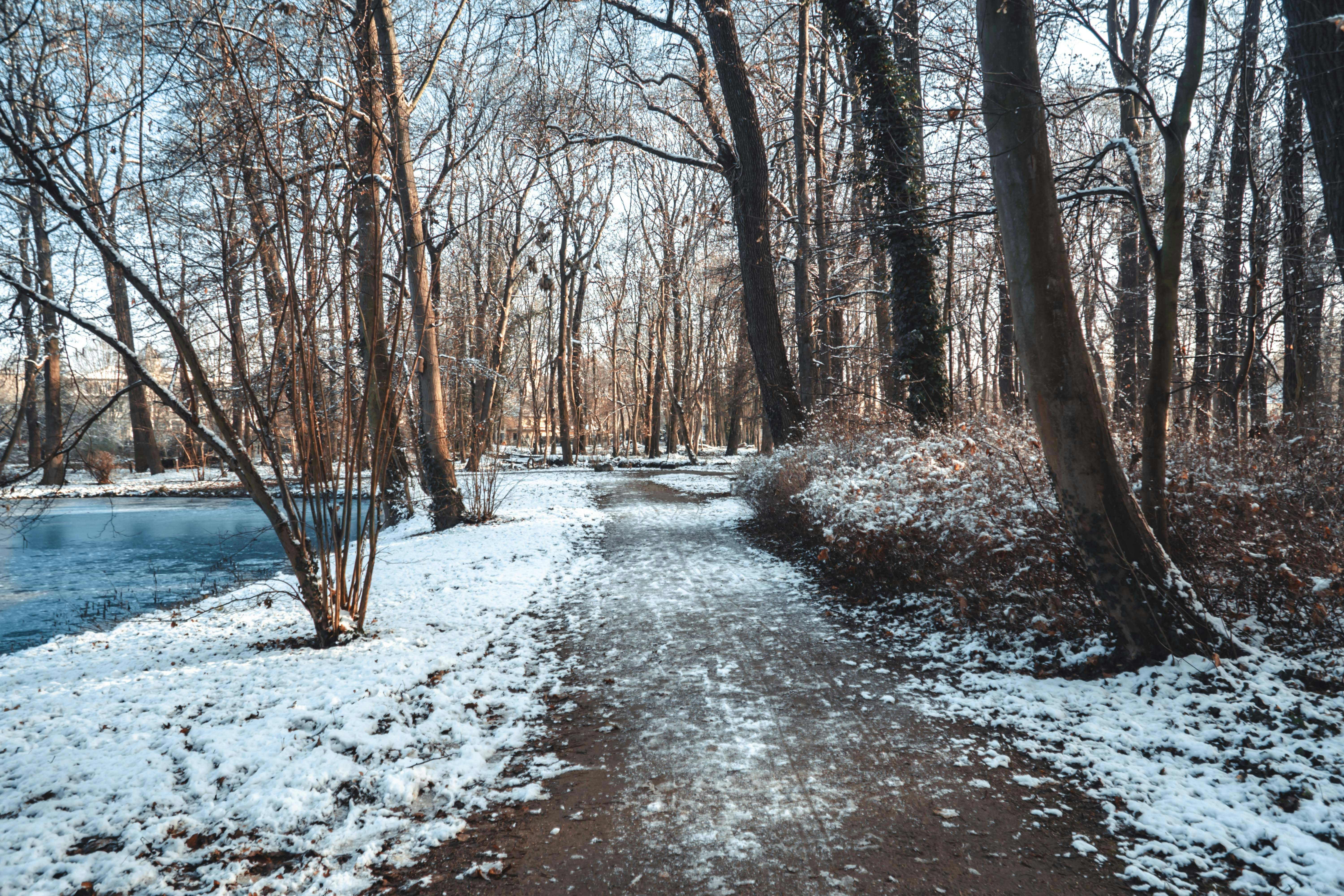 Snow-dusted path winding through a bare winter forest with a frozen pond nearby.