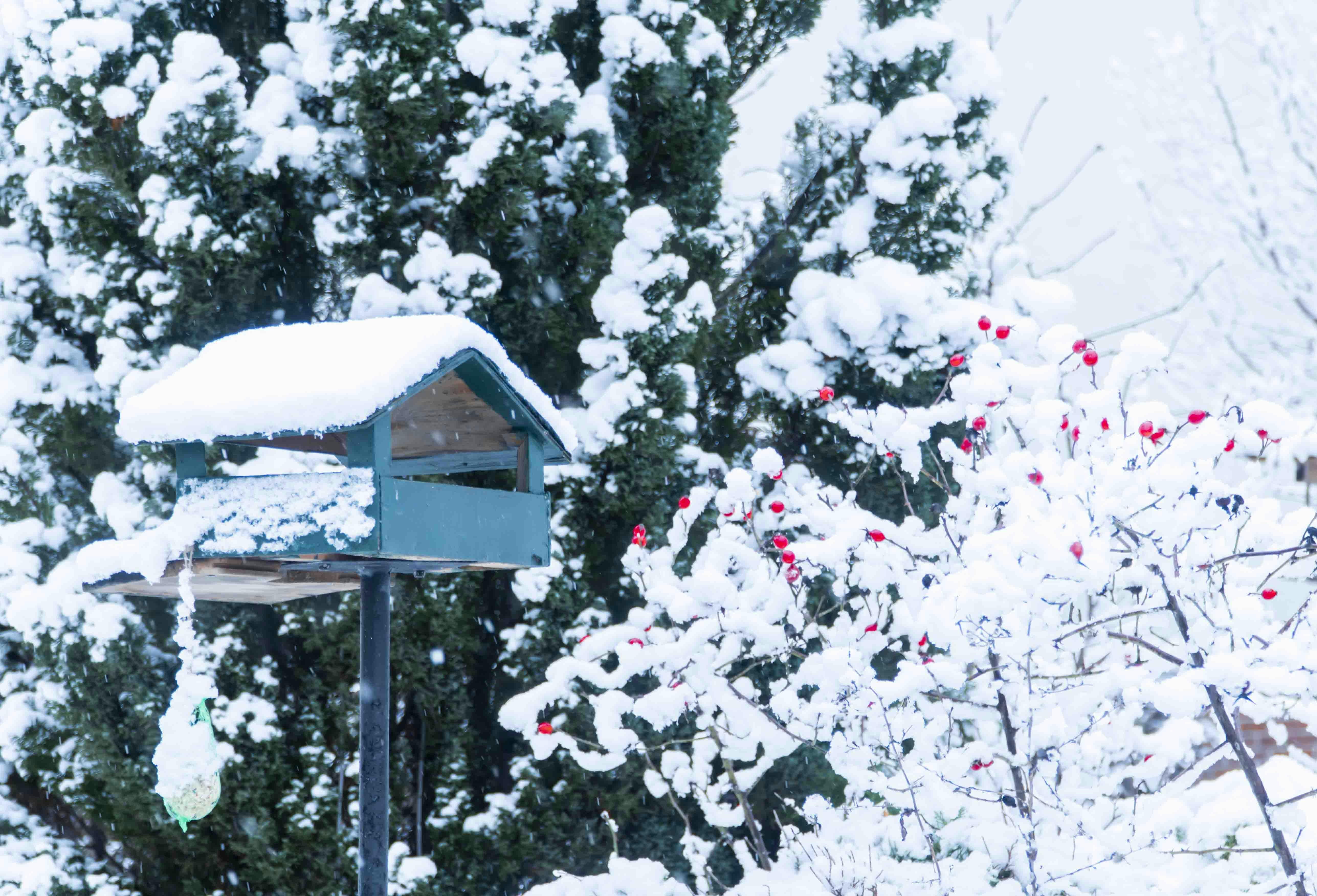 Snow-Covered Birdhouse Quietly Framed by Frosted Branches