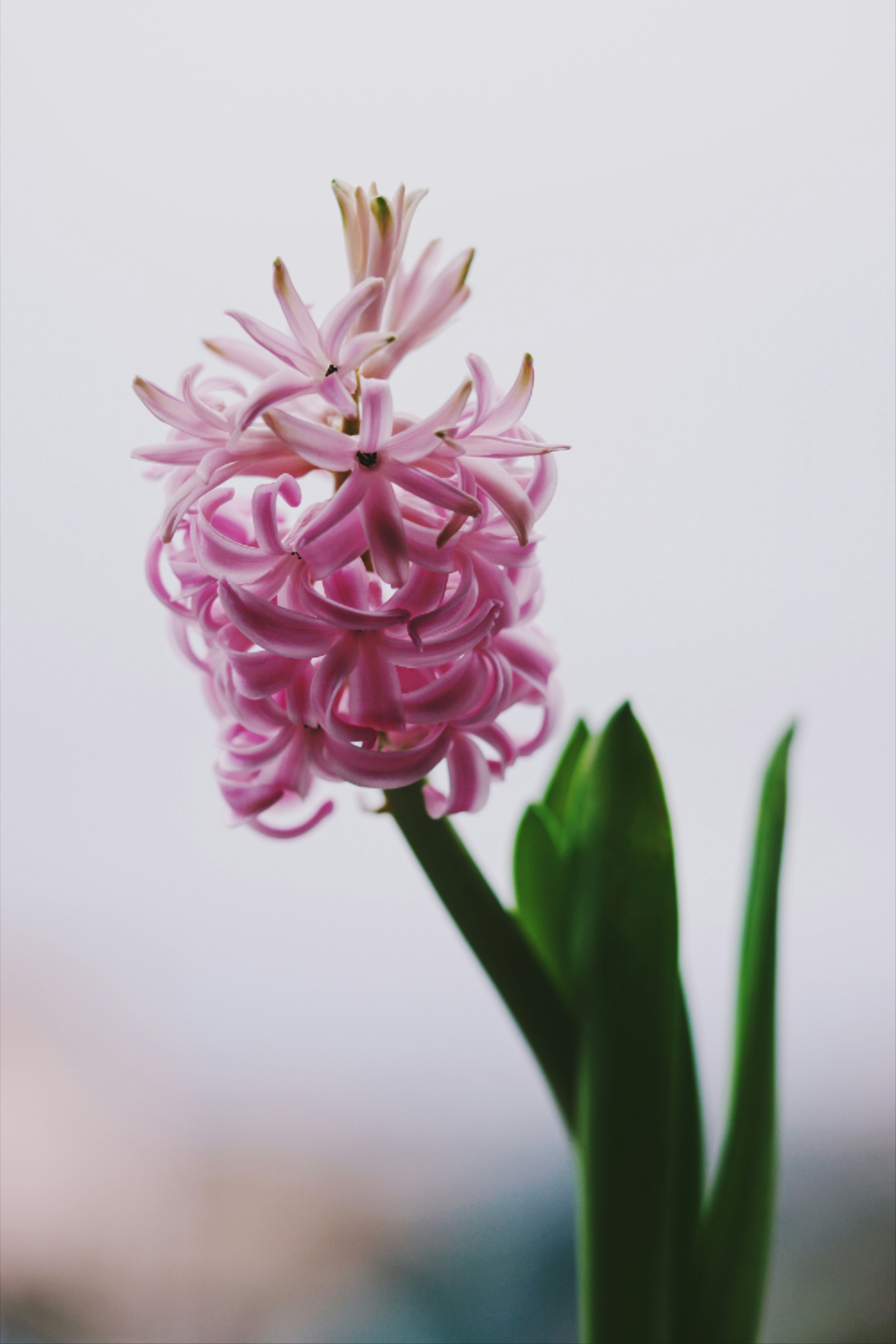 Pastel Hyacinth in Quiet Light: a Minimal Macro Portrait