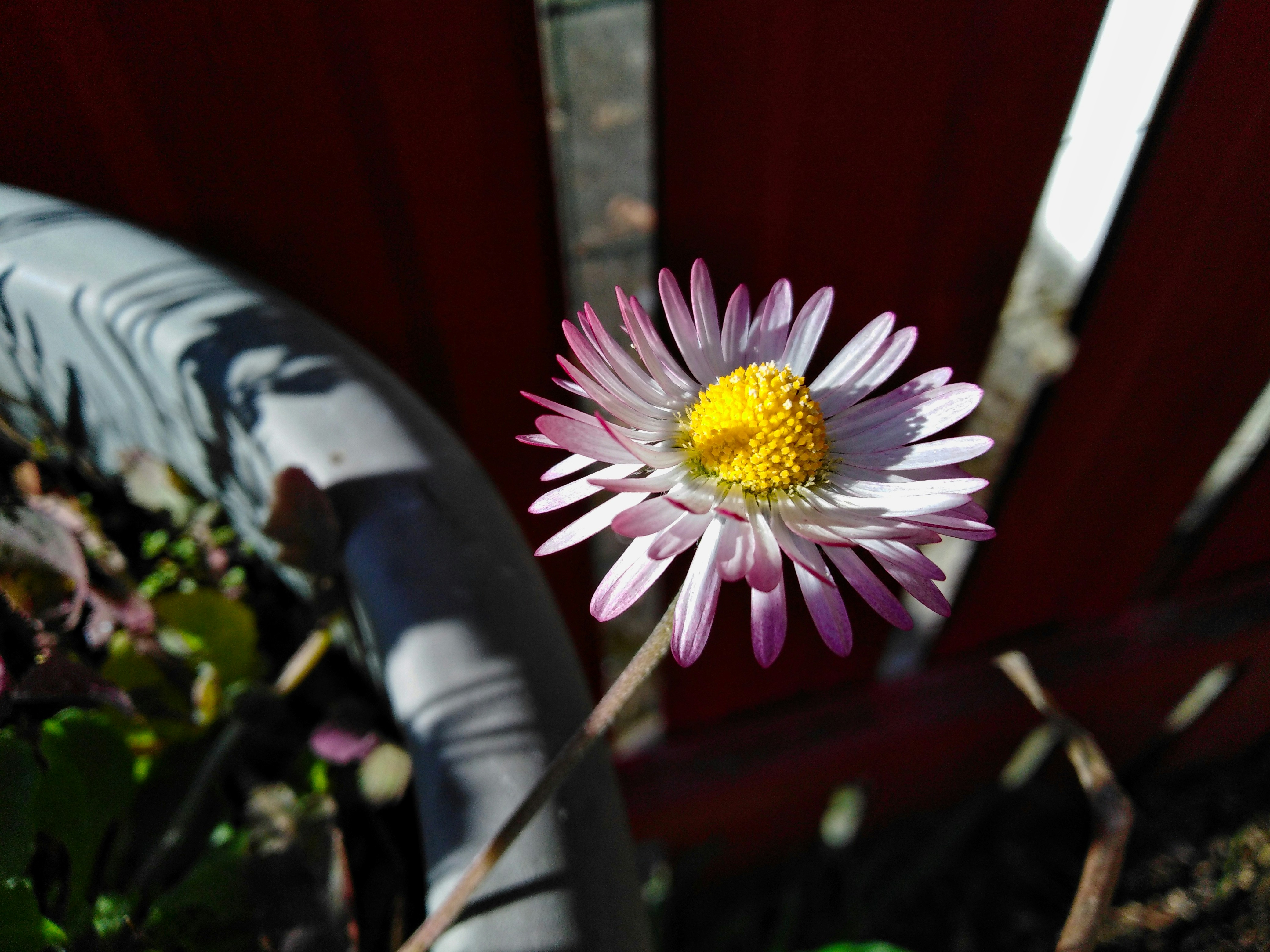 A pink-tipped daisy with a bright yellow center stands in sharp focus against a weathered red fence, its long stem stretching diagonally.