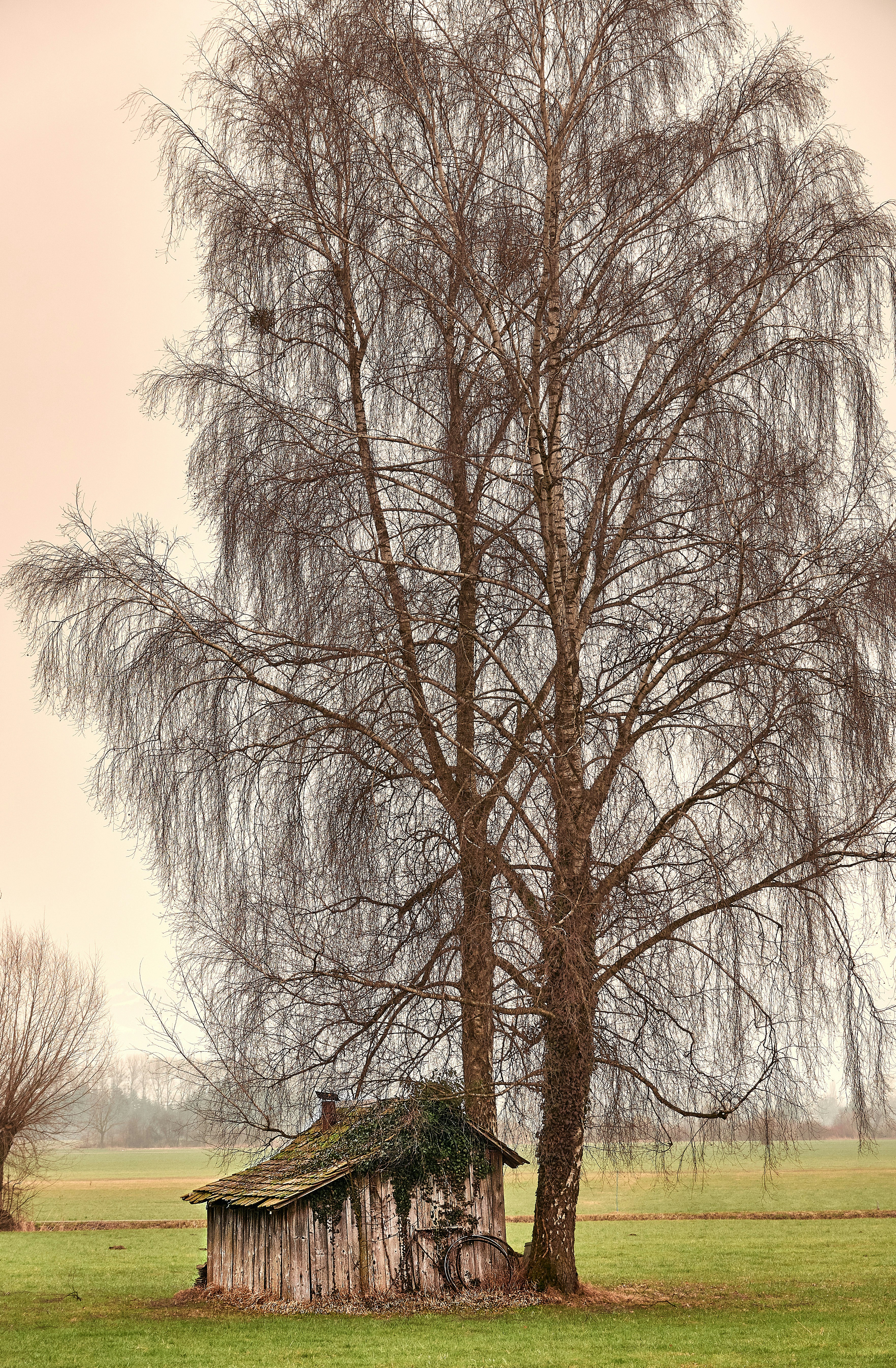 Old Willow Sentinel: A Weathered Shack Beneath Bare Branches