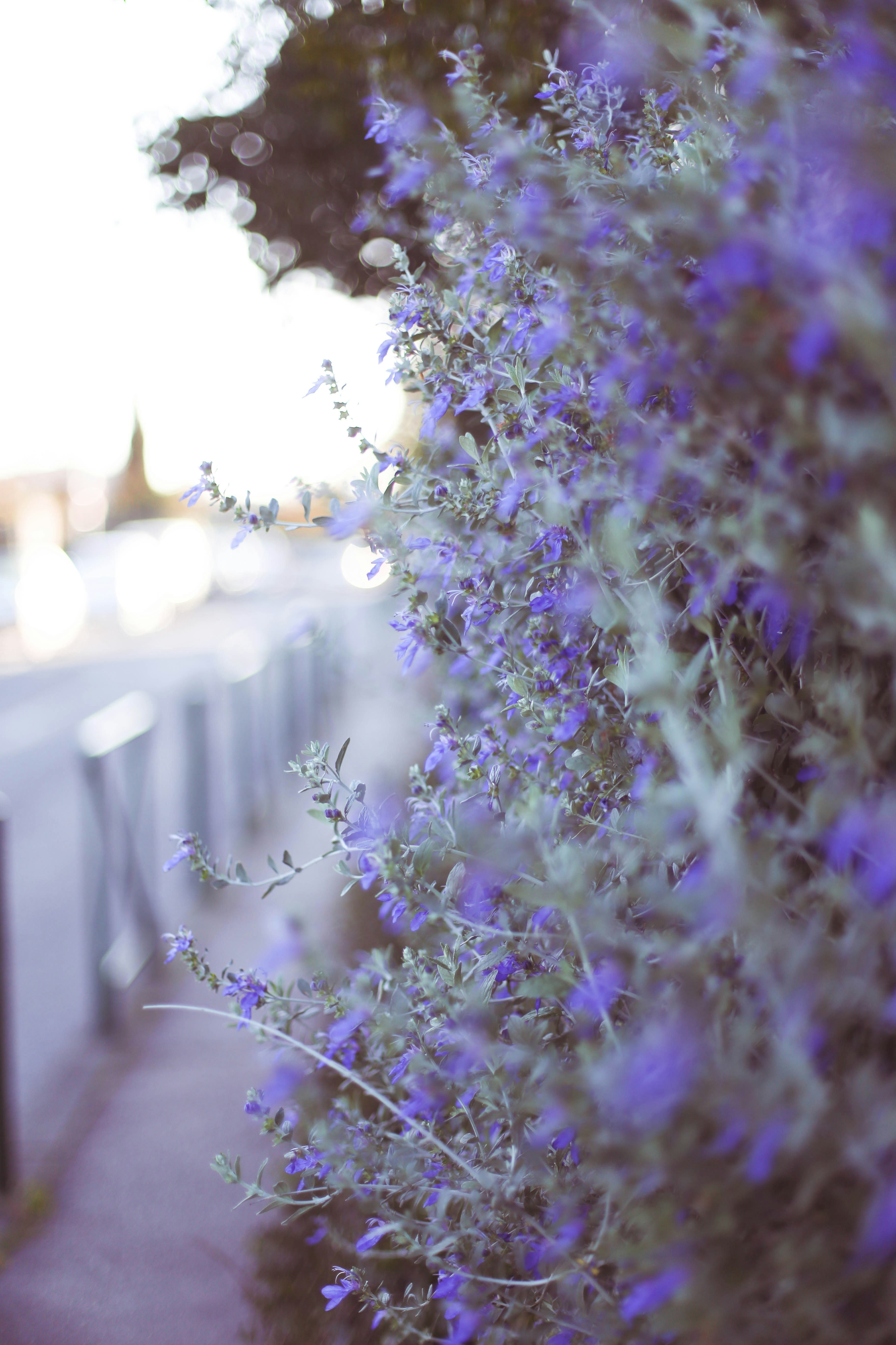Lavender Veil Along the Walk: Soft Backlit Bloom