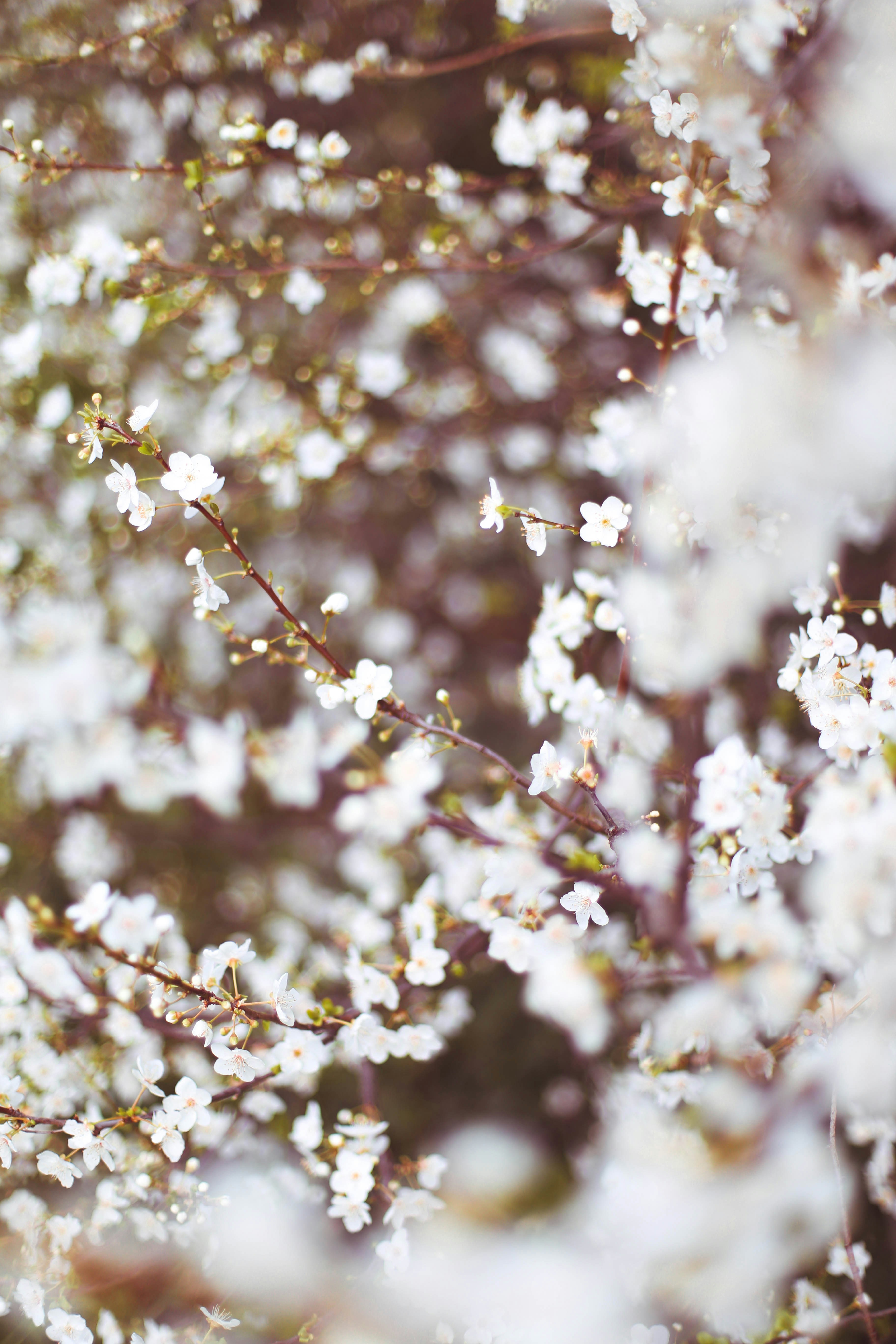 Blossom Tree Pictures | Download Free Images on Unsplash