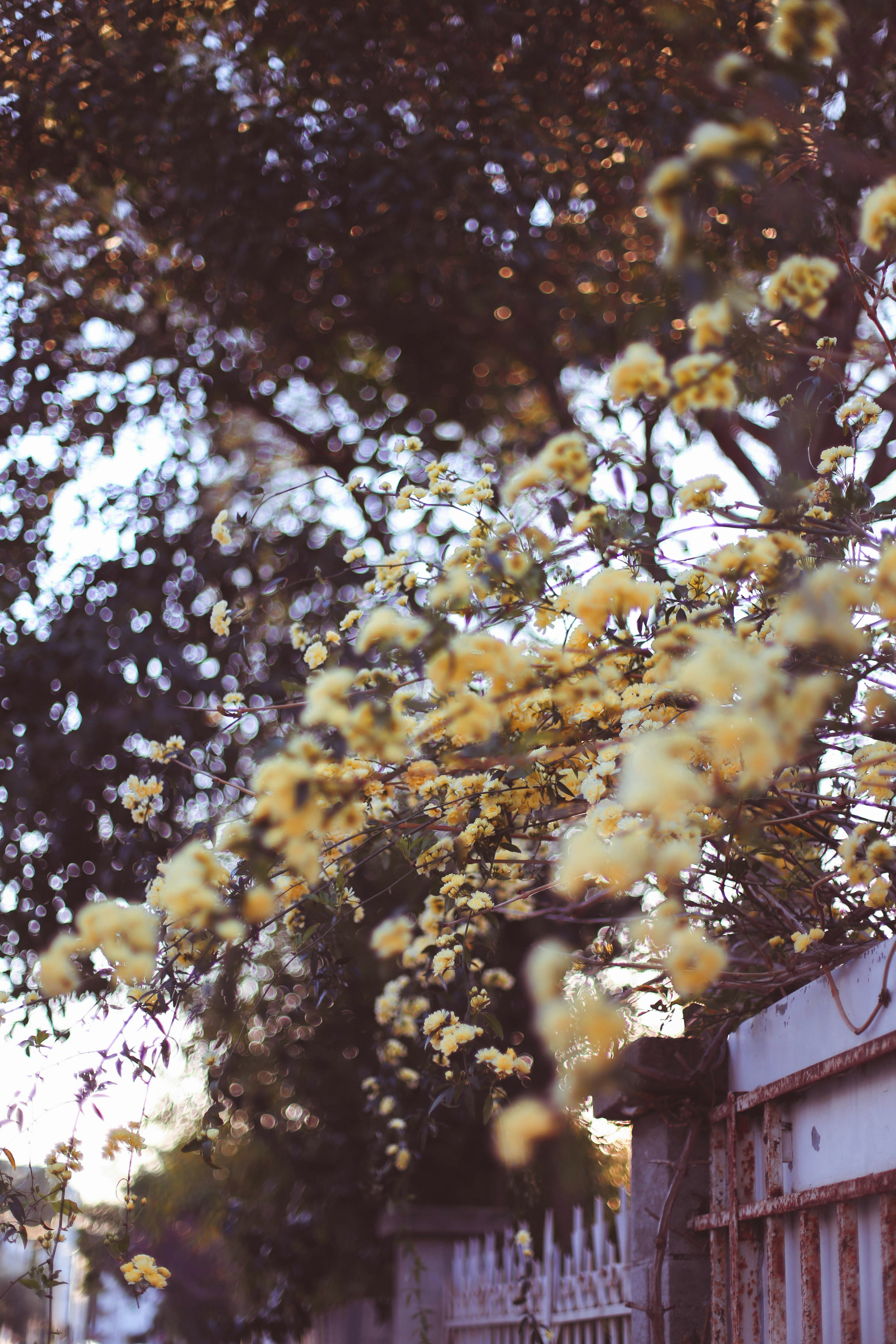 Yellow flower roses in the city
