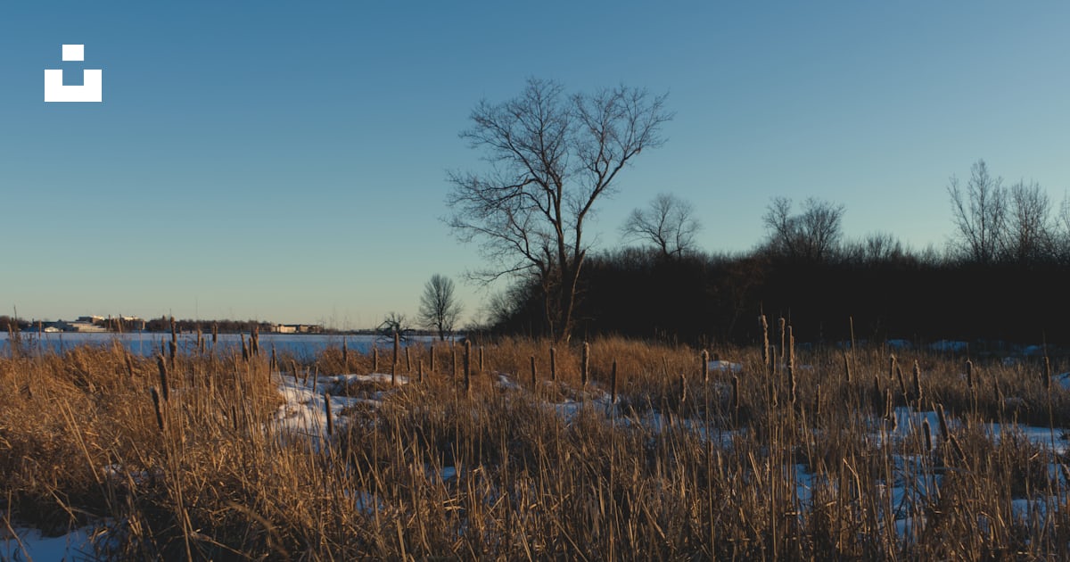 Brown Grass Near Body Of Water During Daytime Photo Free Canada Image On Unsplash