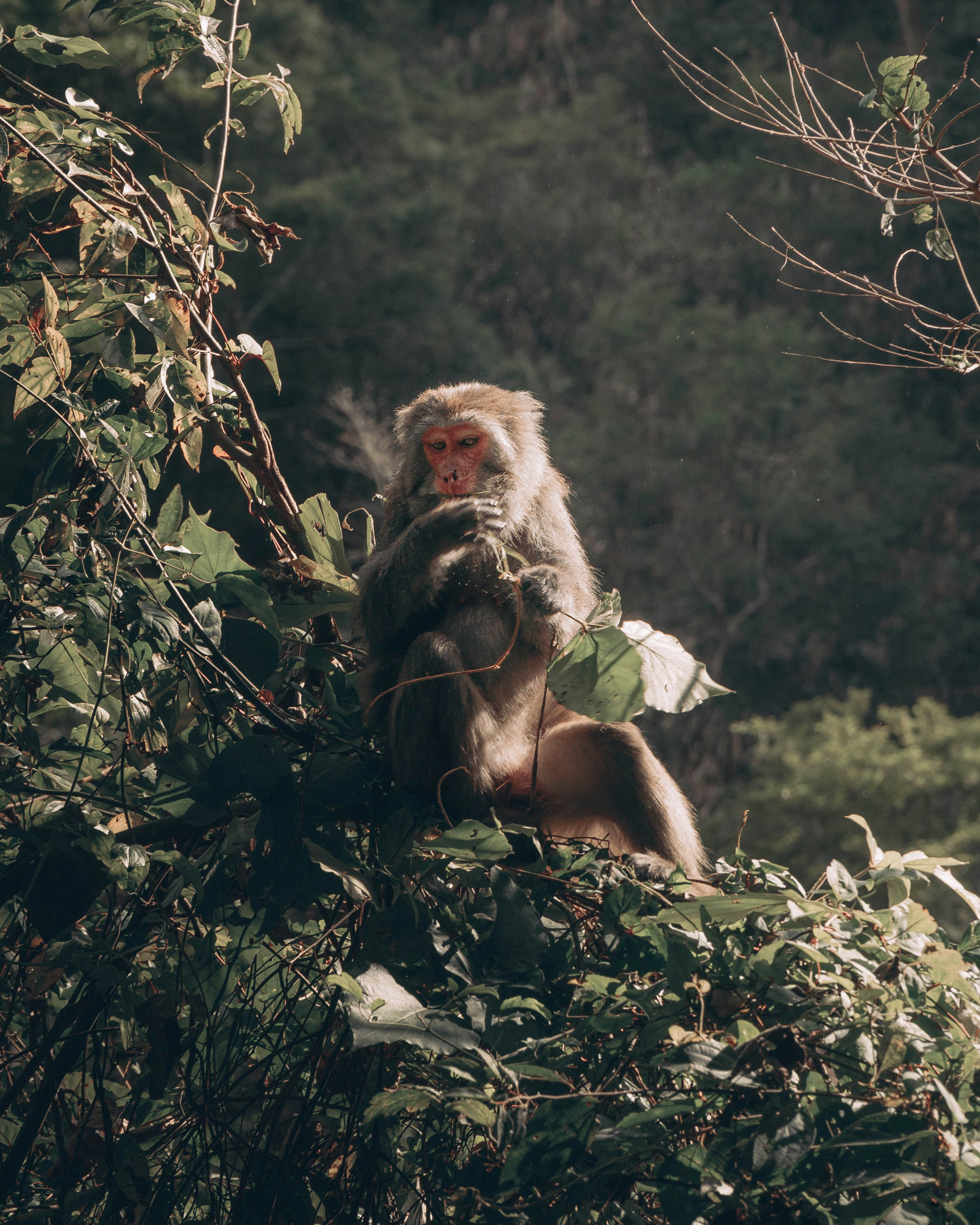 A monkey seated among lush foliage, deep in thought, surrounded by vibrant greenery. The scene captures a serene moment in nature.