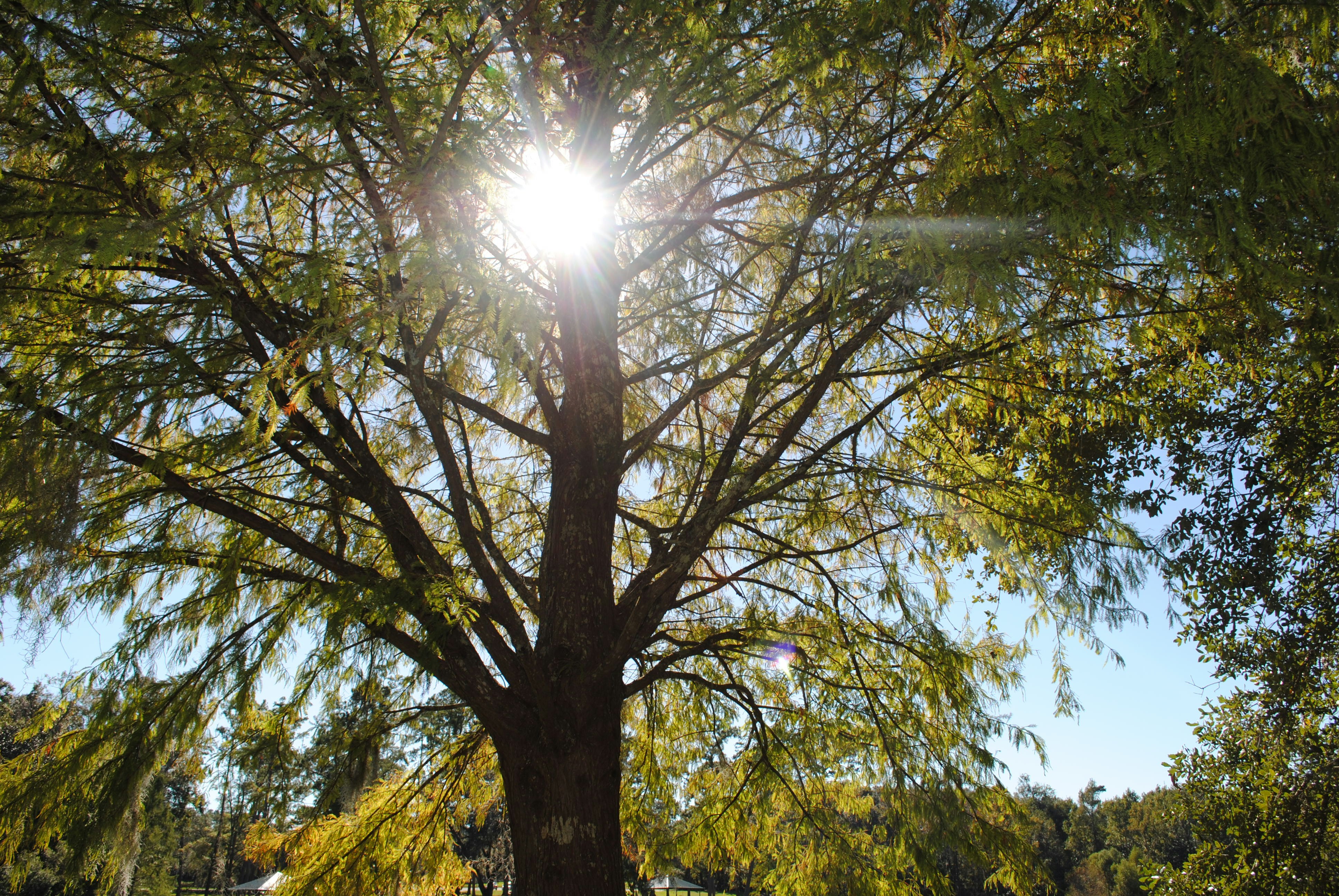Sunburst Through a Canopy: A Park Tree Framed by Light