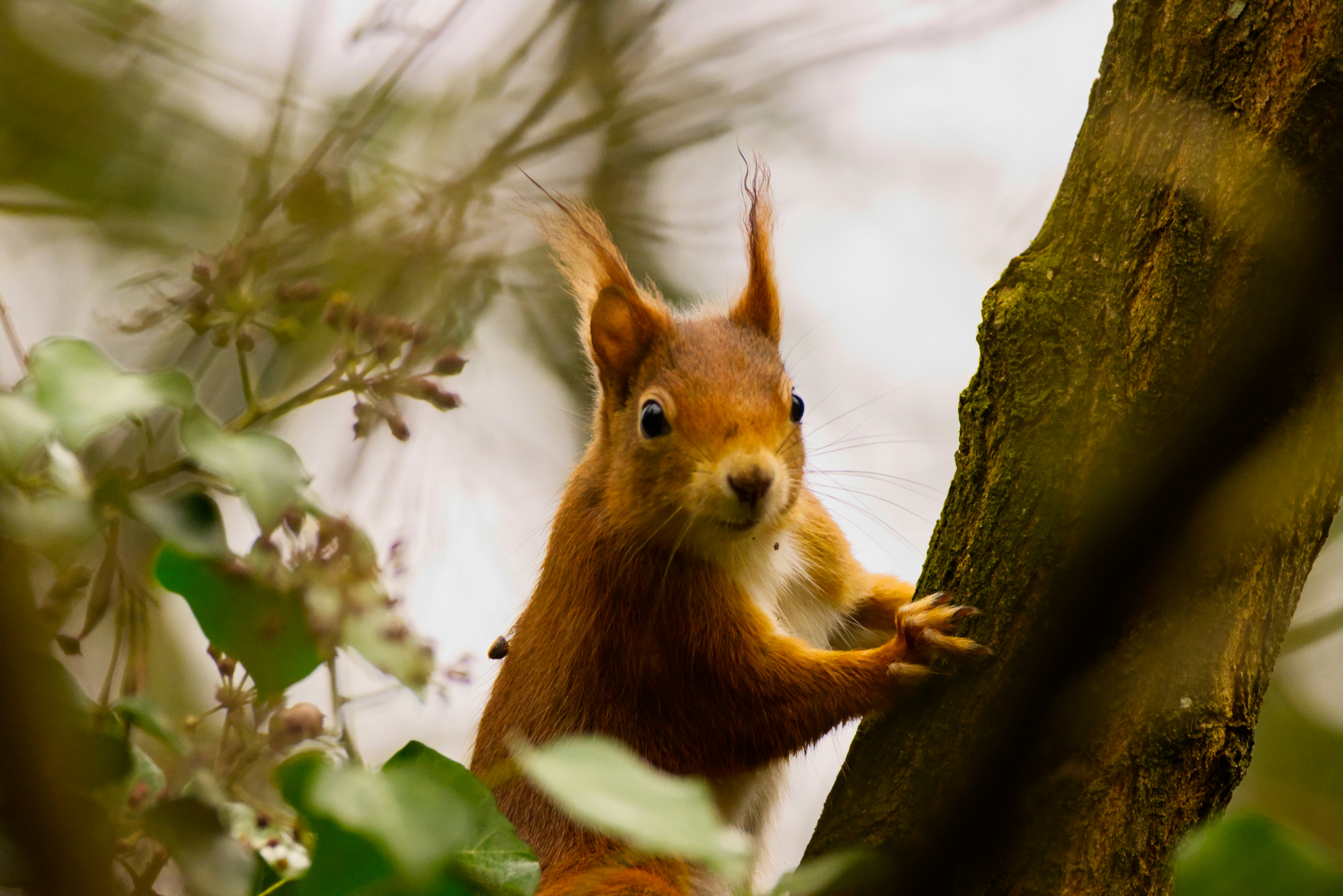 Red Squirrel Pictures | Download Free Images on Unsplash