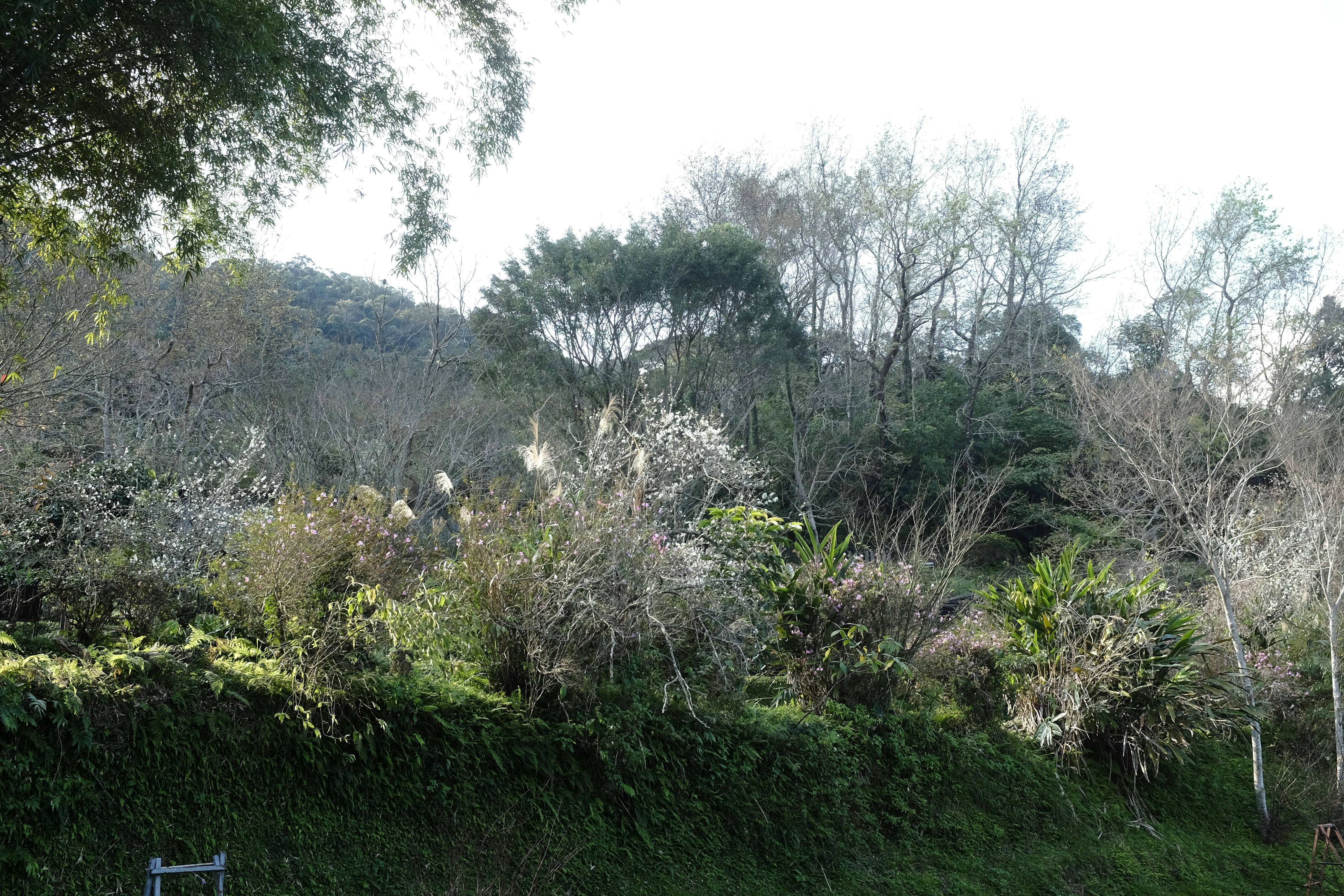 A lush hillside adorned with blooming flowers and diverse foliage under a soft, diffused light. The scene captures the tranquility of a natural landscape.
