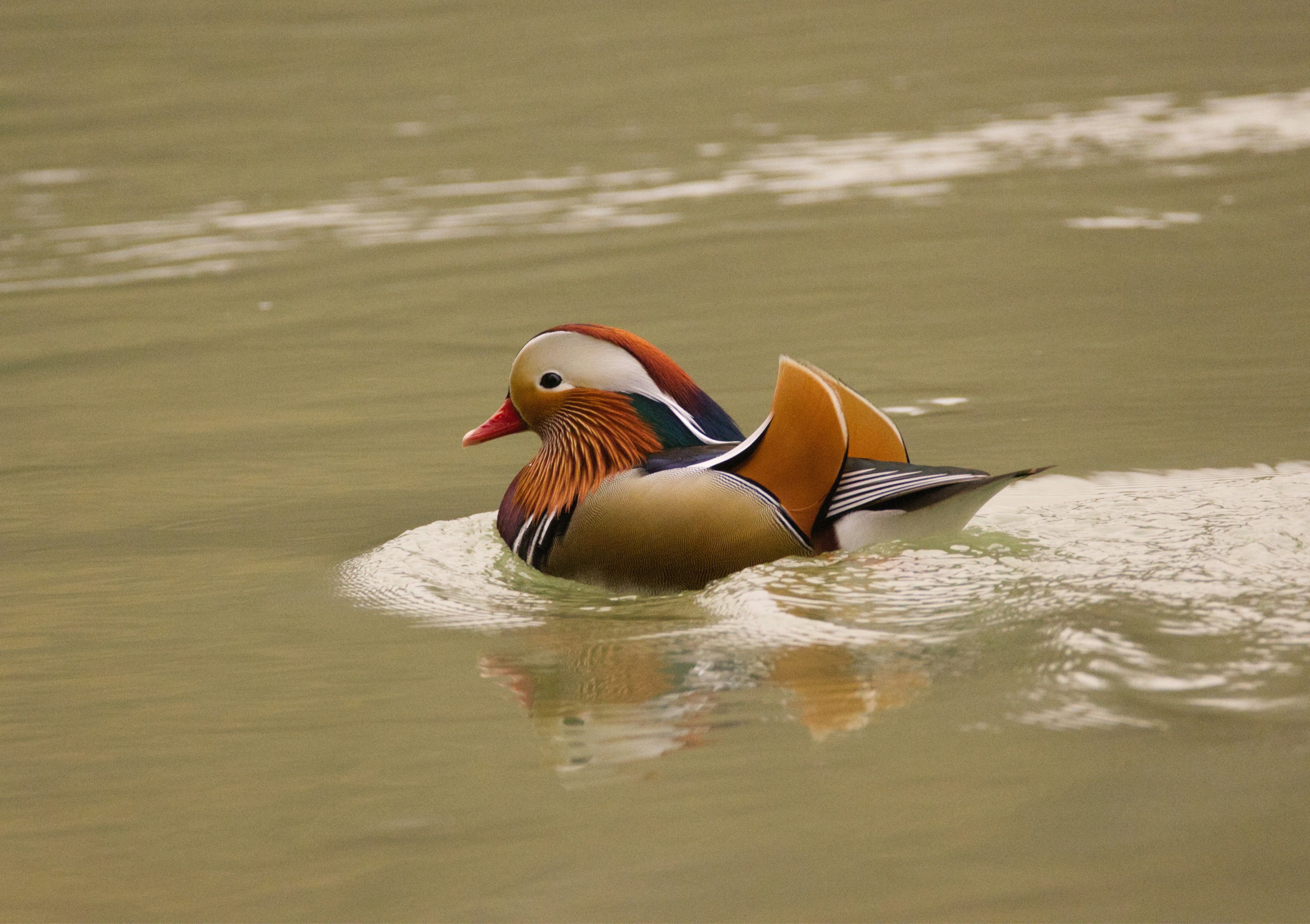 Mandarin on a Quiet Pond: Iridescent Plumage and Gentle Ripples