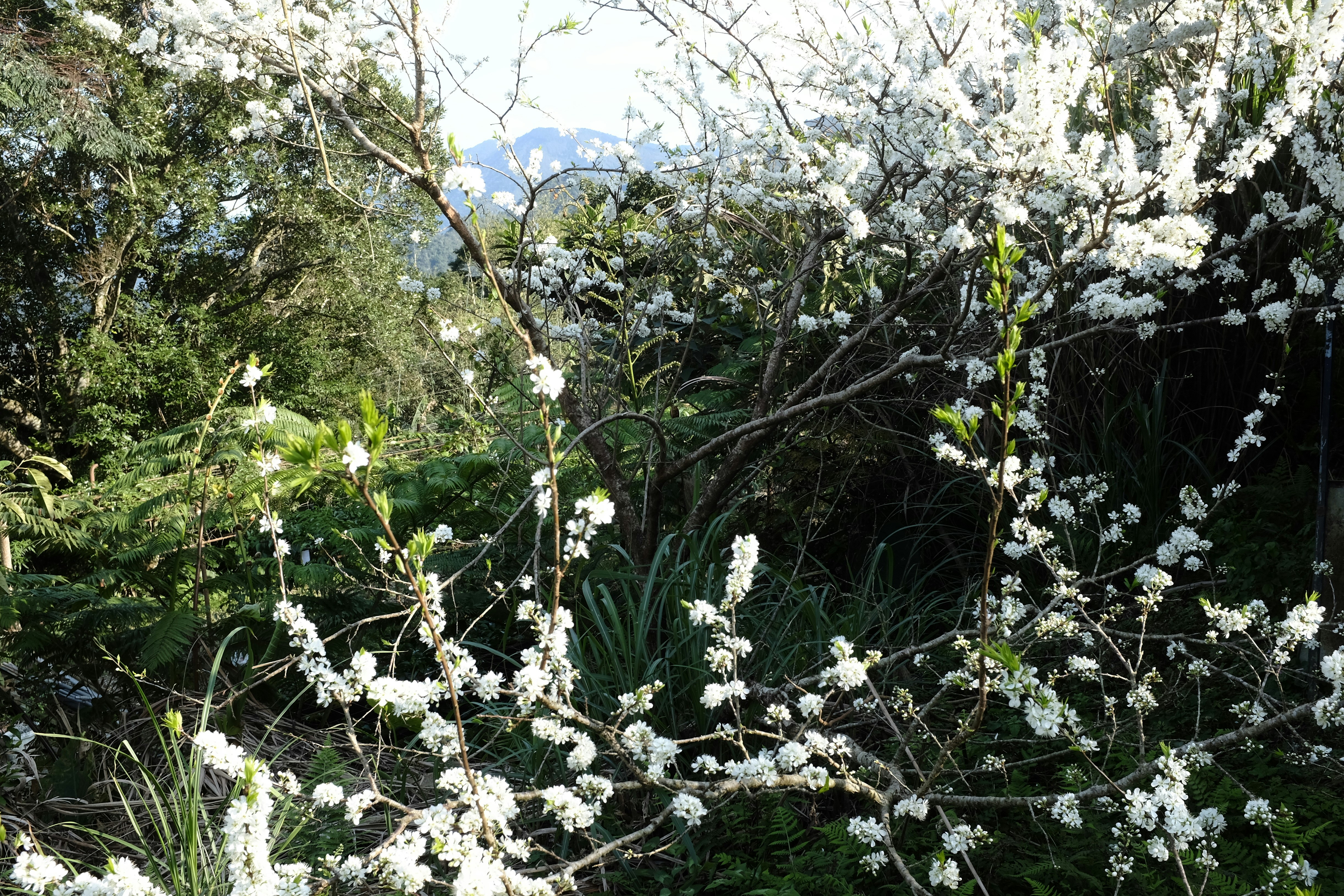 white cherry blossom tree during daytime
