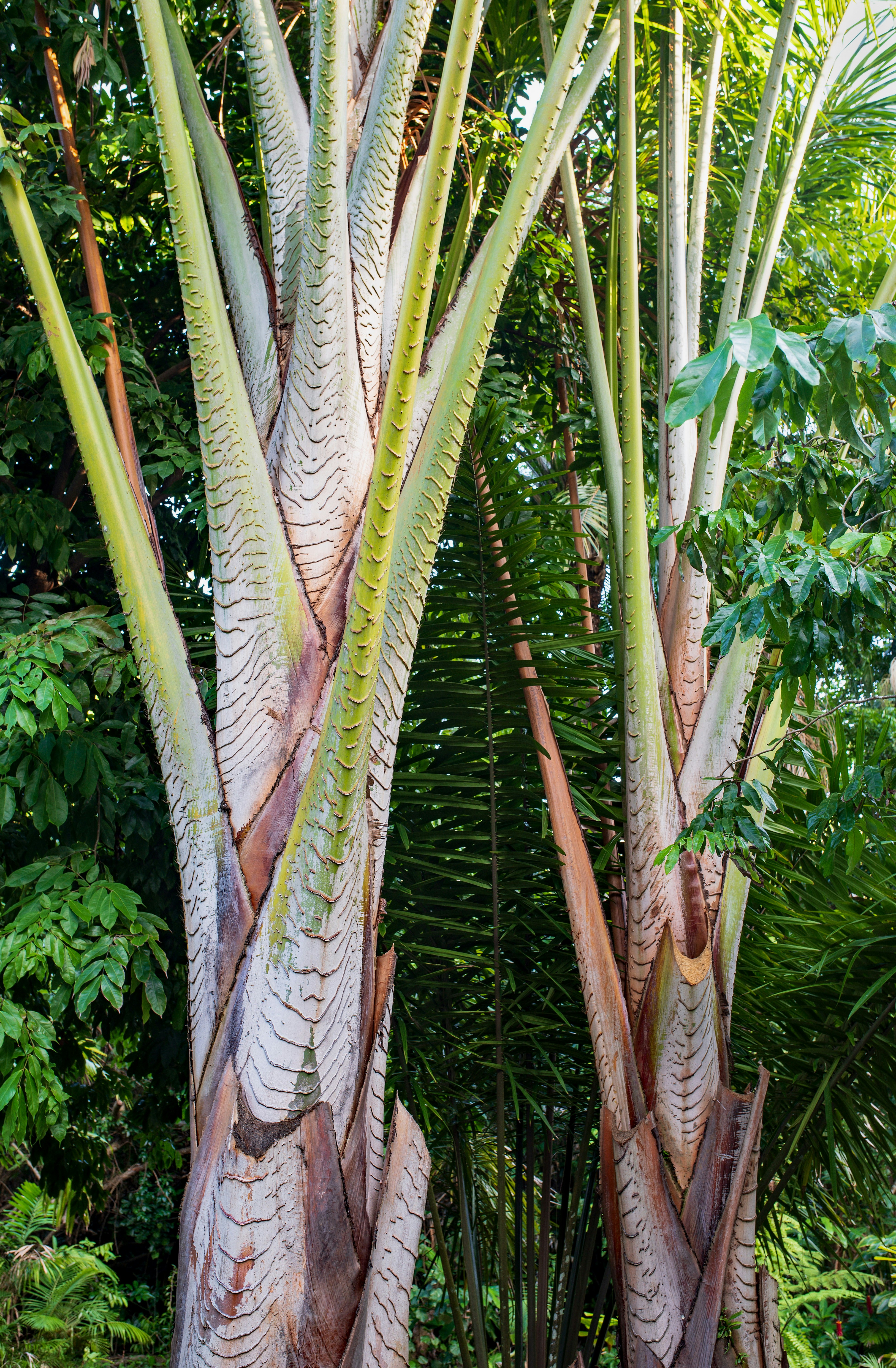 Palm trees at the Cairns Botanic gardens in tropical Australia.