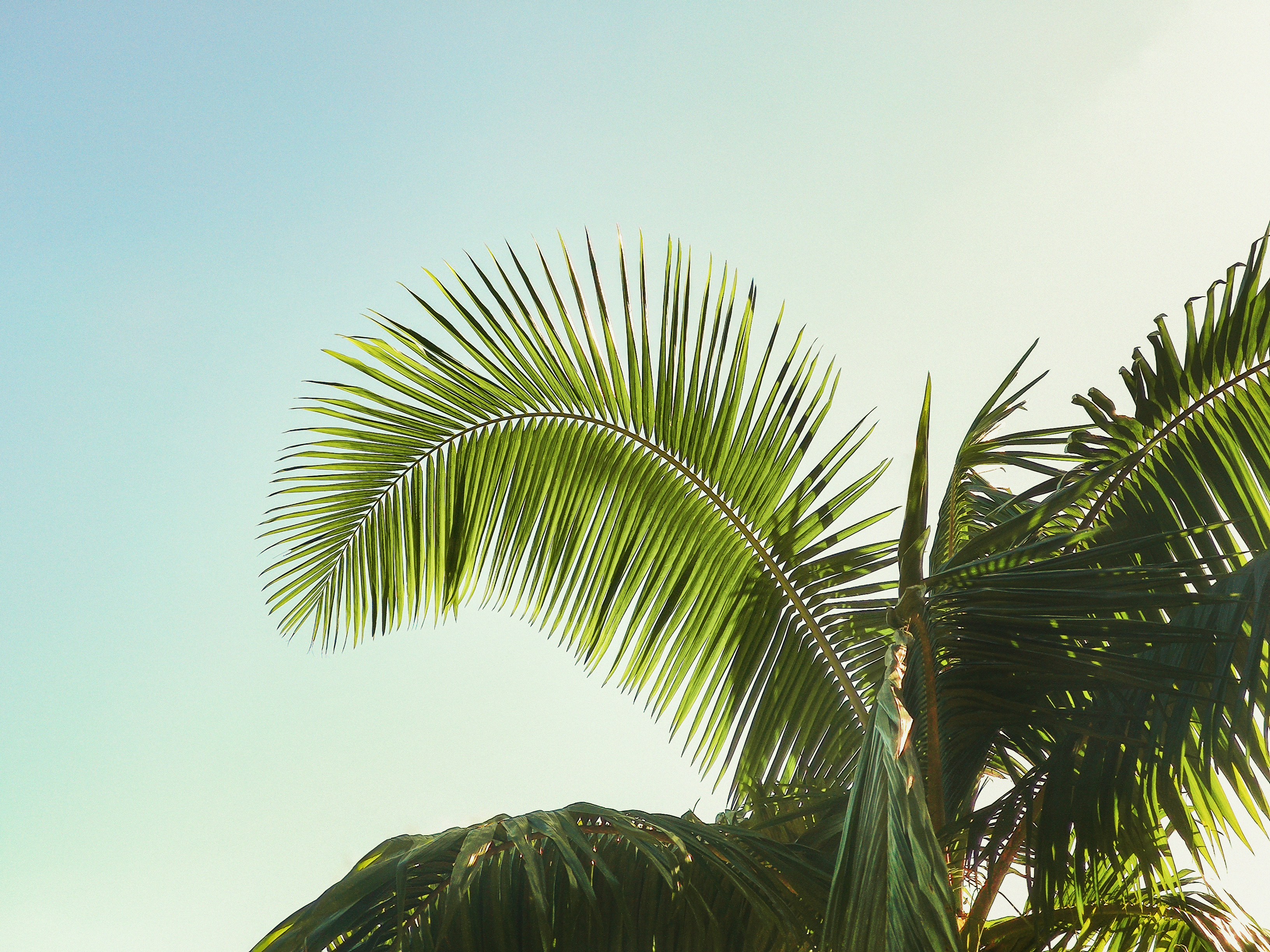 Lush palm fronds reaching towards a clear sky, embodying the essence of tropical serenity.