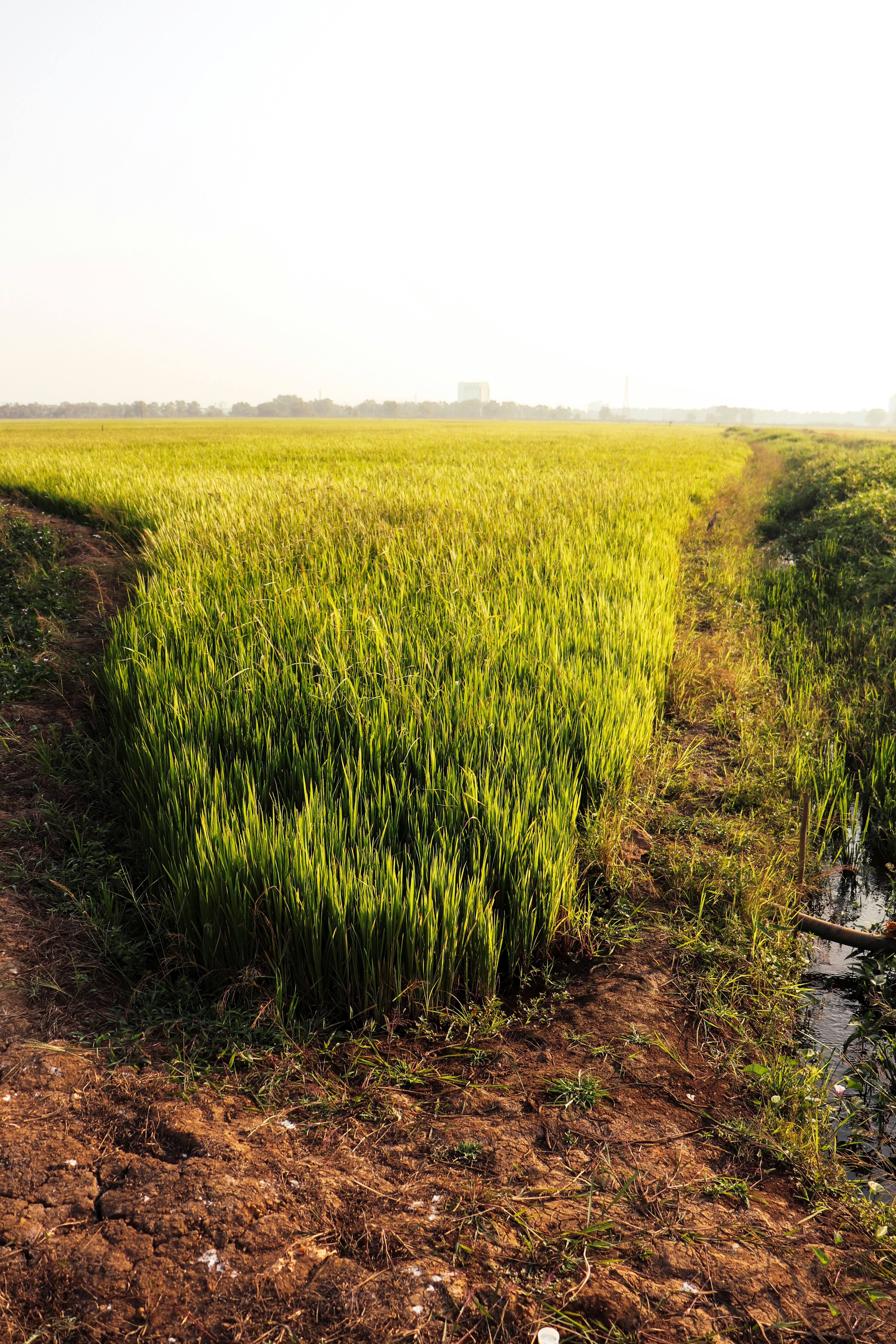 green grass field beside river during daytime