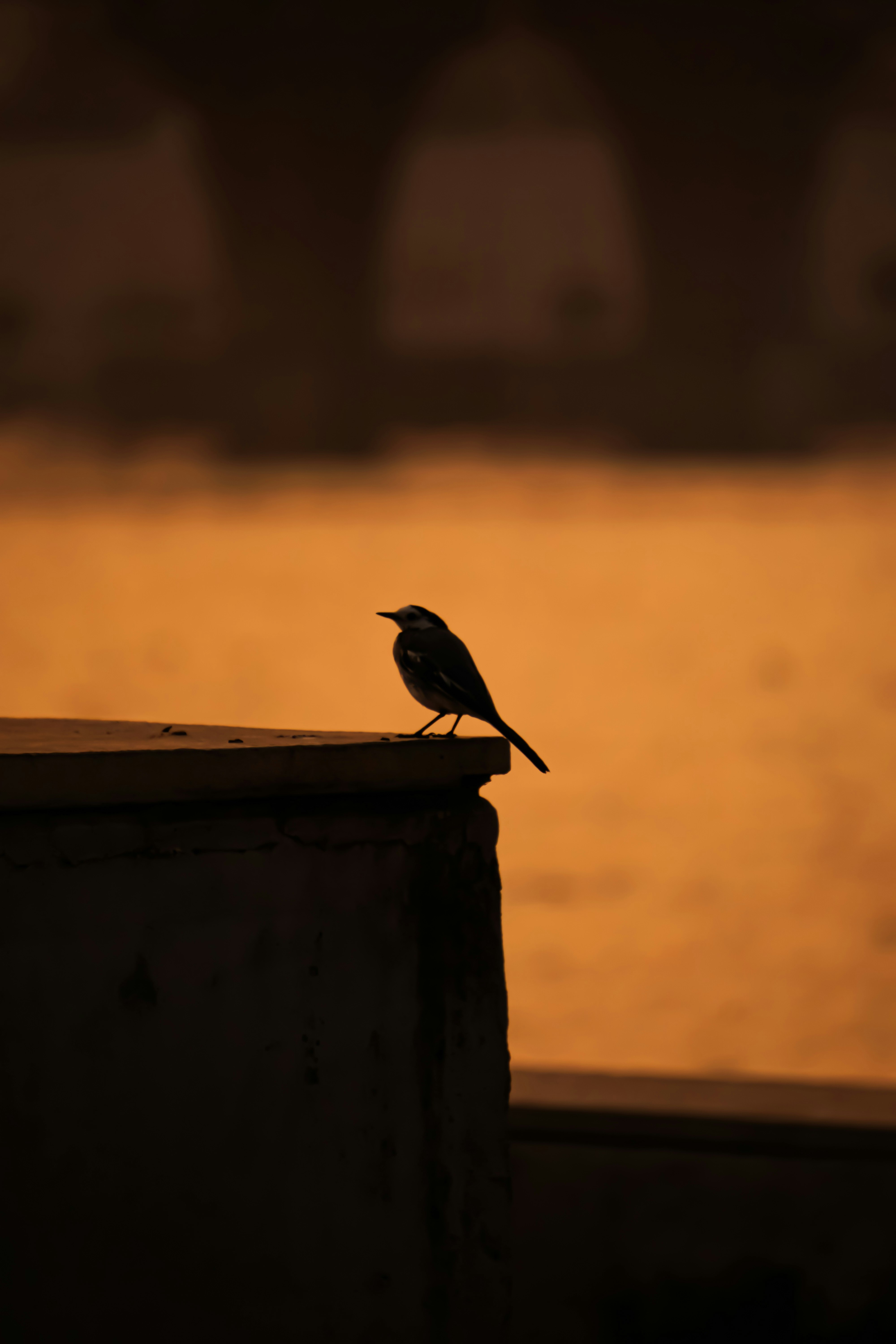 Molten-hour silhouette: a lone bird perches on a weathered ledge above amber water